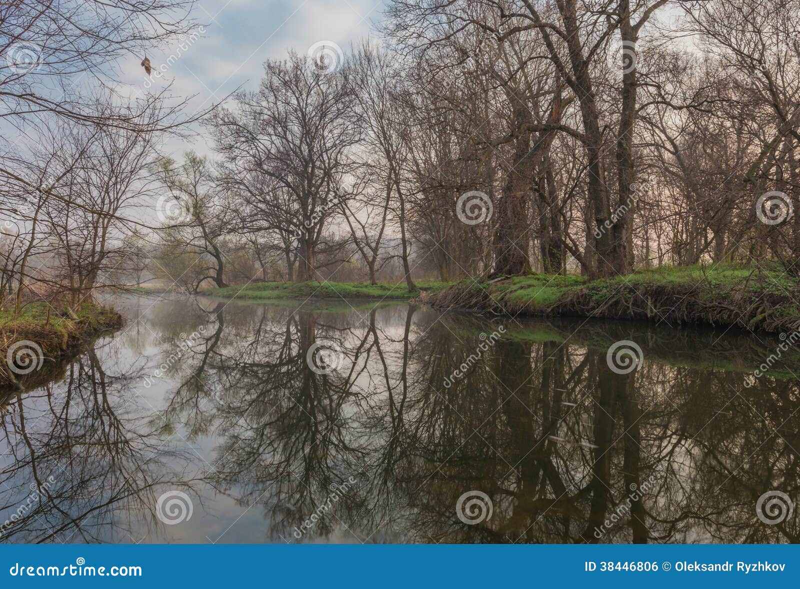 Reflection of trees stock photo. Image of plant, natural - 38446806