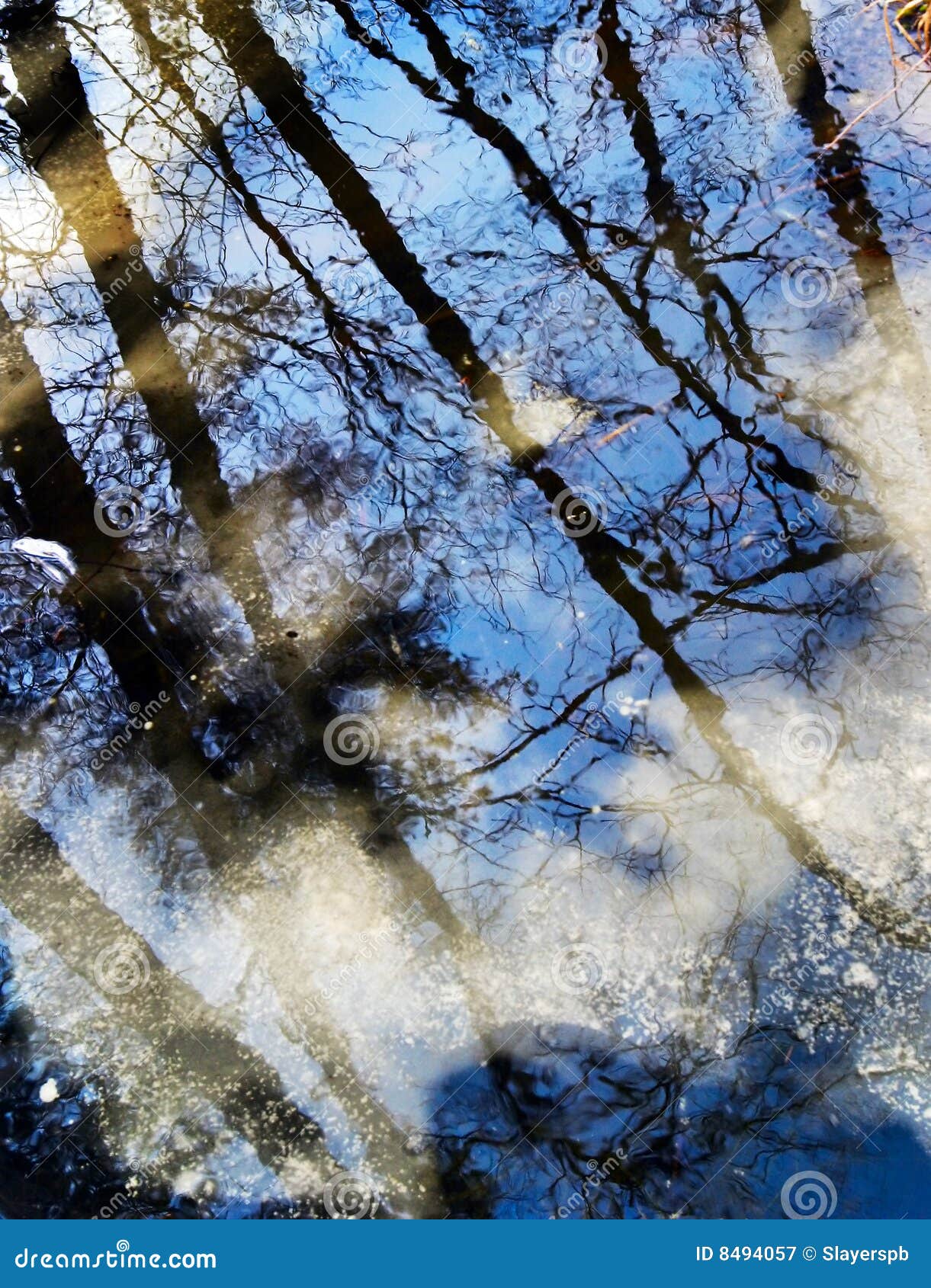 Reflection of trees stock image. Image of lake, beauty - 8494057