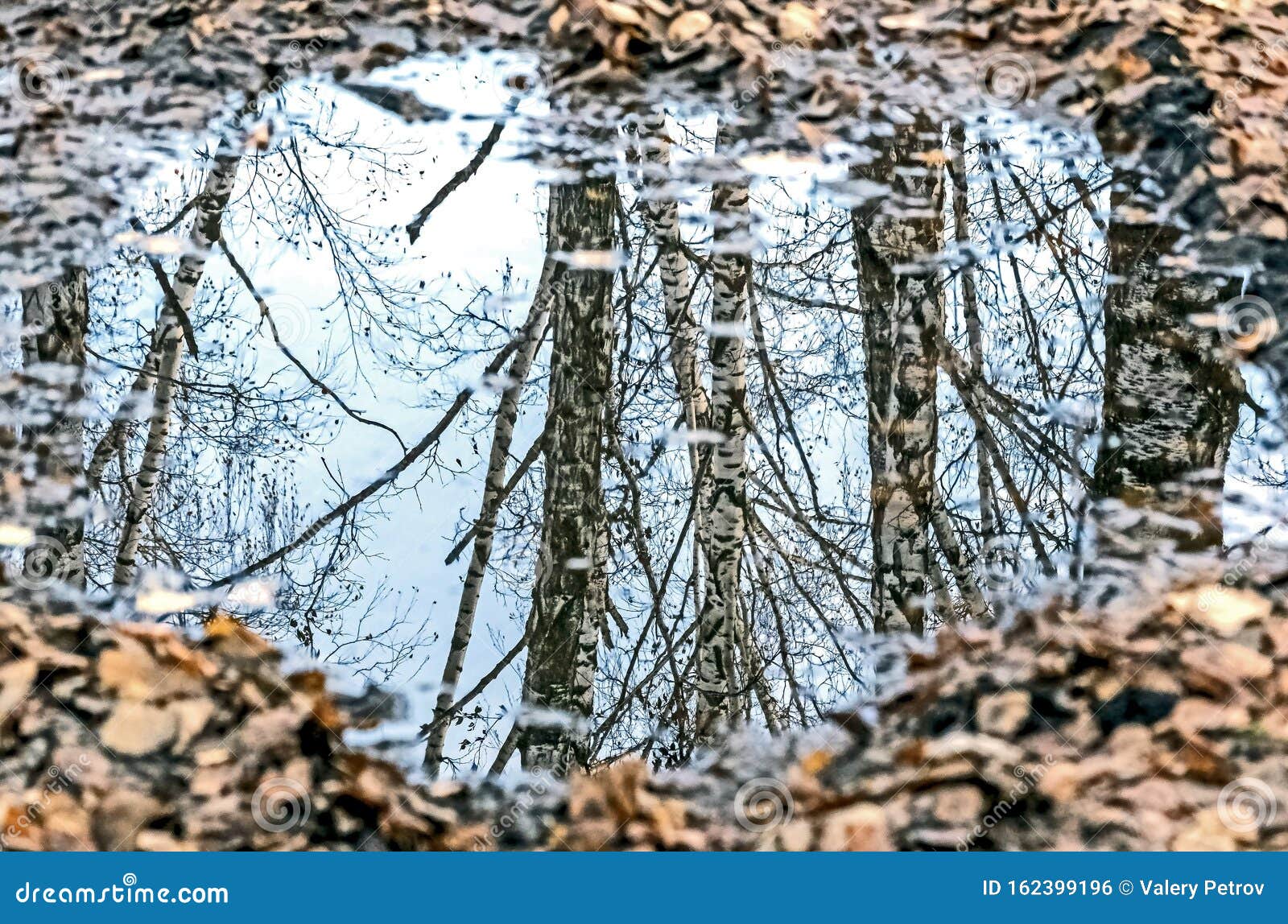 Reflection of Trees in the Autumn Forest As a Window To Another World ...