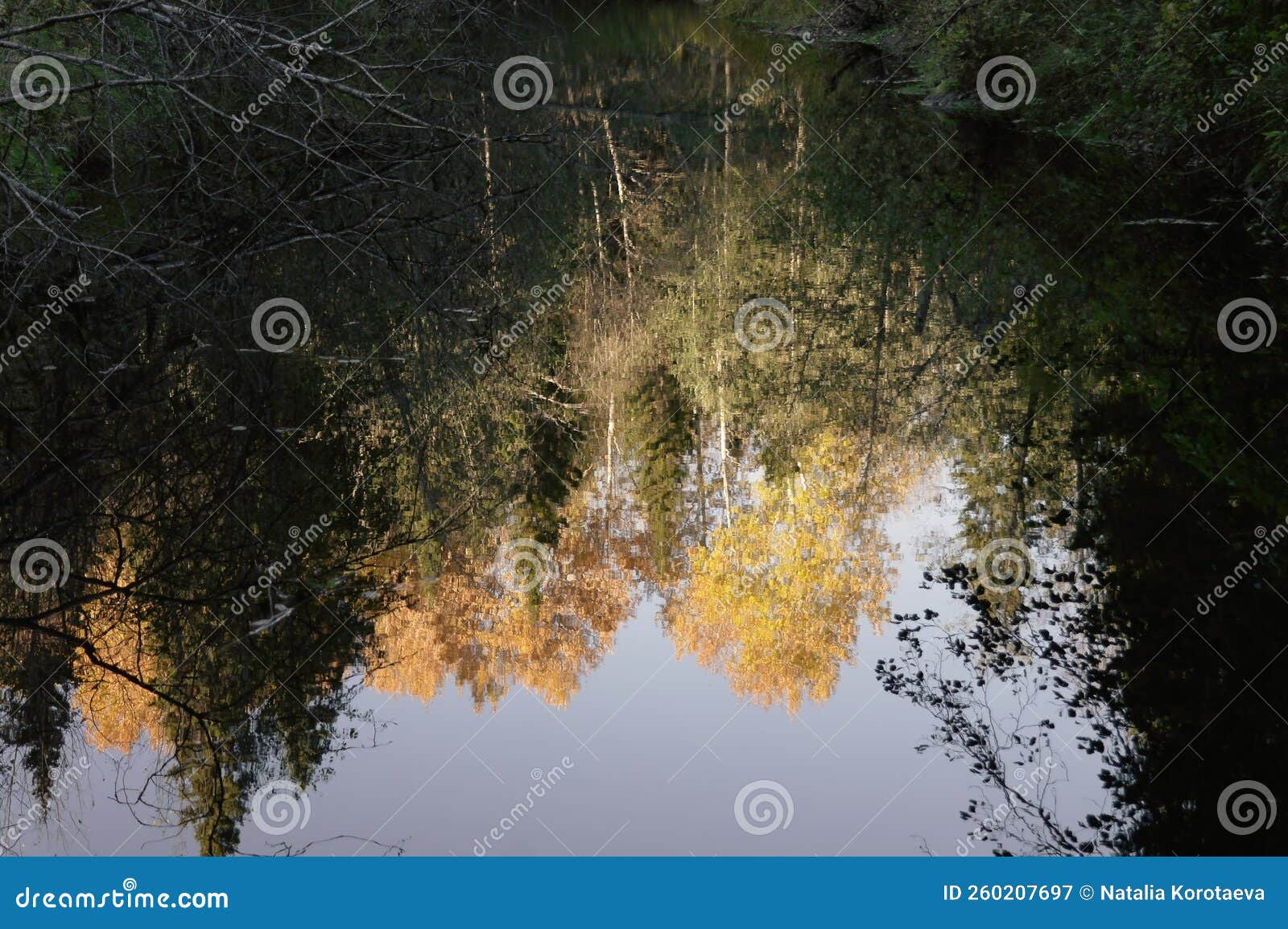 Reflection of Trees in Autumn in a Forest River Stock Image - Image of ...