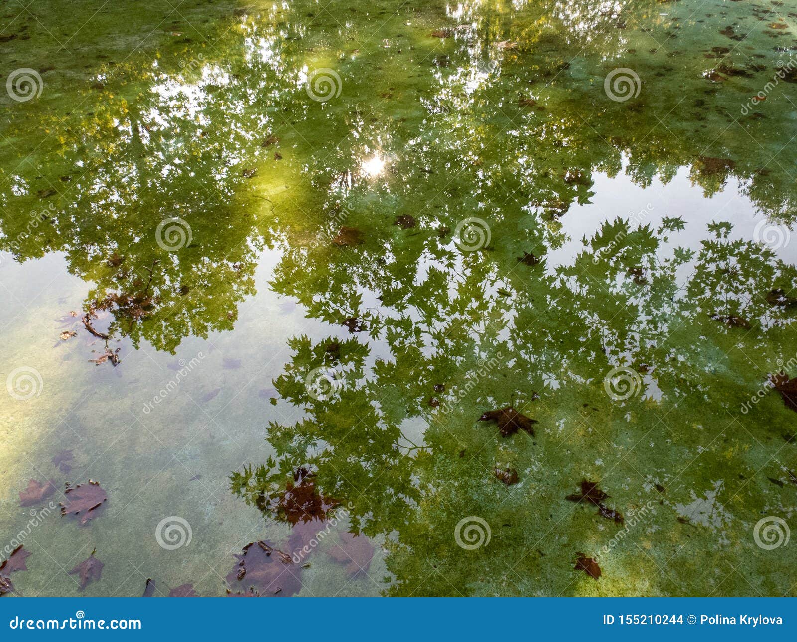 Reflection of Trees in Autumn in the Water with Fallen Leaves Stock ...