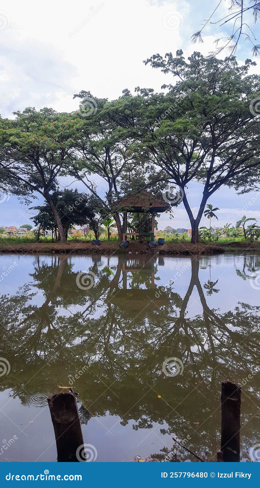 Reflection of Trees on a Calm Water Surface Stock Photo - Image of ...