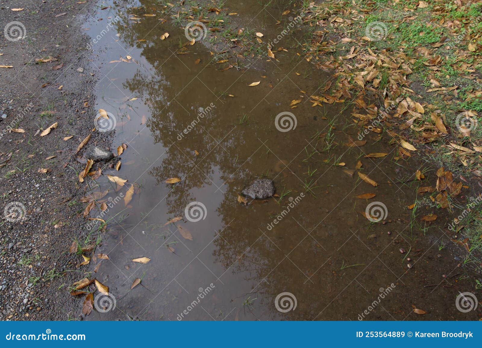 Reflection of Trees and Clouds in Shallow Puddle among Brown Autumn ...