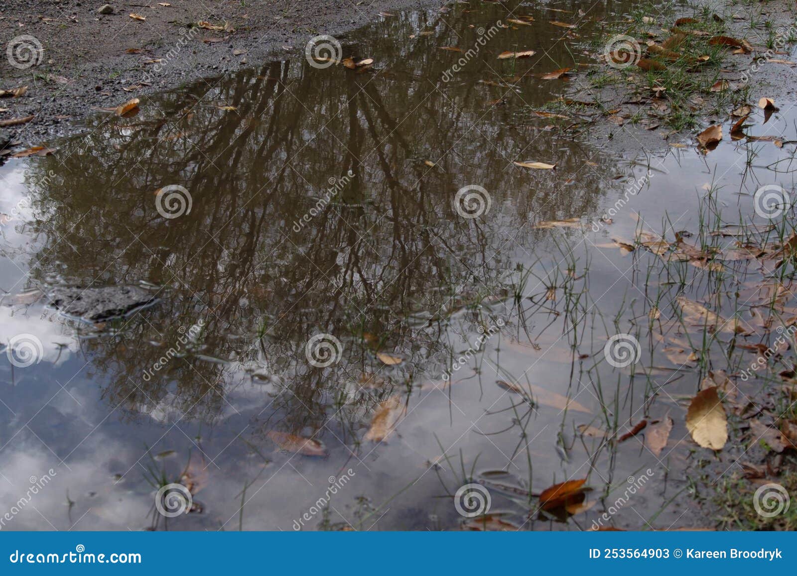 Reflection of Trees and Clouds in Shallow Puddle among Brown Autumn ...