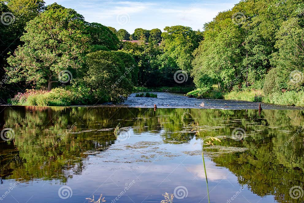 River Slash in Forest Very Calm and Trees Reflection Stock Image ...