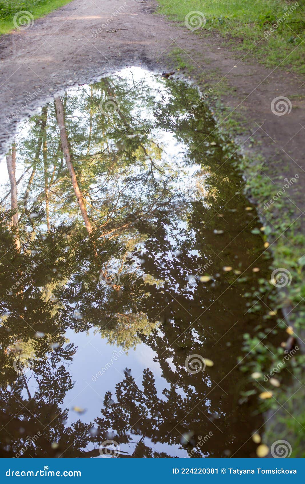 Reflection of Trees and Grass in Muddy Puddle on Little Forest Path ...