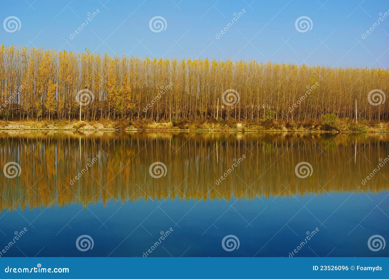 Reflection of Trees (horizontal Image) Stock Photo - Image of wide ...
