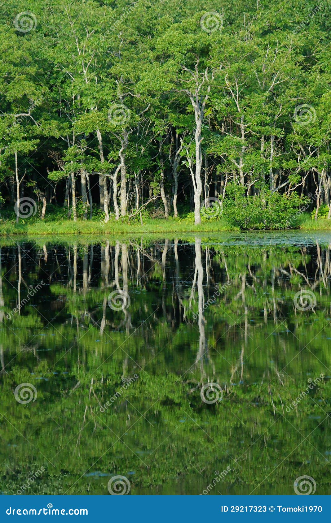 Reflection of Trees in a Lake Stock Image - Image of water, trees: 29217323