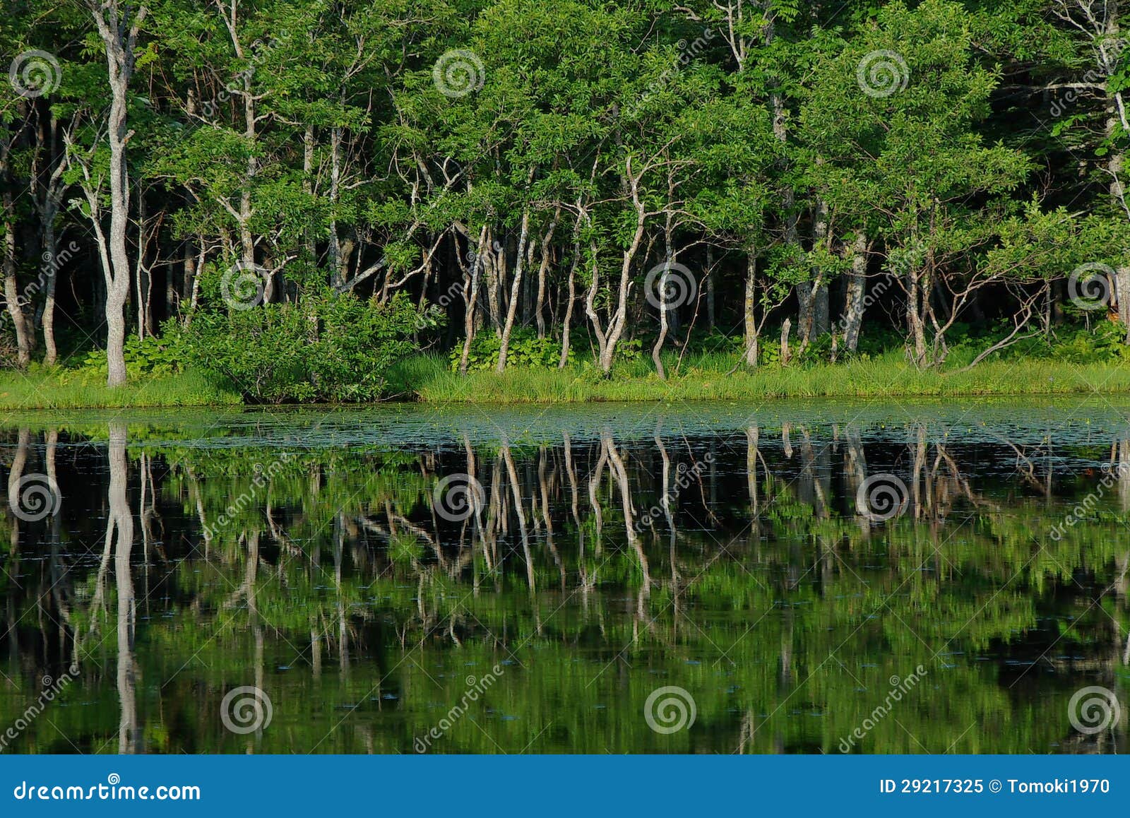 Reflection of Trees in a Lake Stock Image - Image of white, calm: 29217325