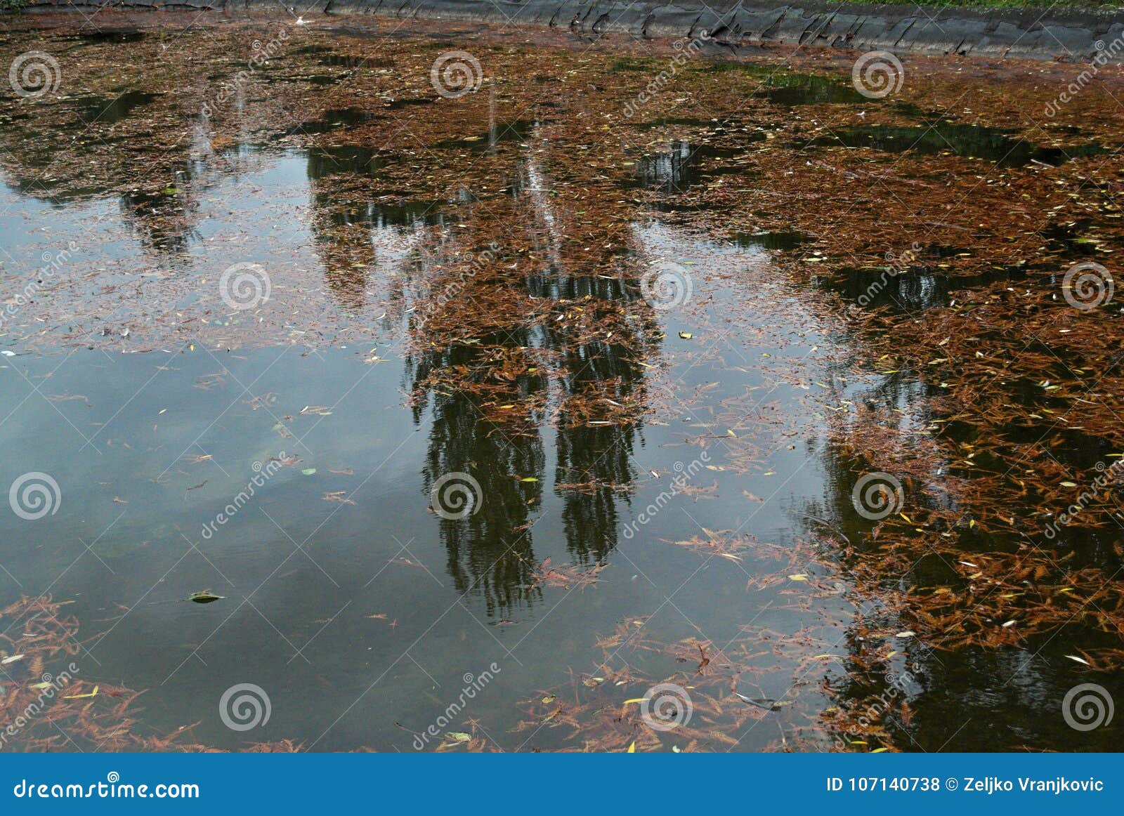 Reflection of Trees in Lake, with Fallen Leaves in it Stock Photo ...