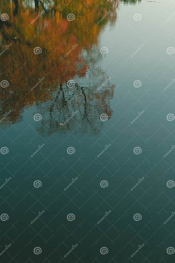 Reflection of Trees in the Lake - Vertical Autumn Background Stock ...