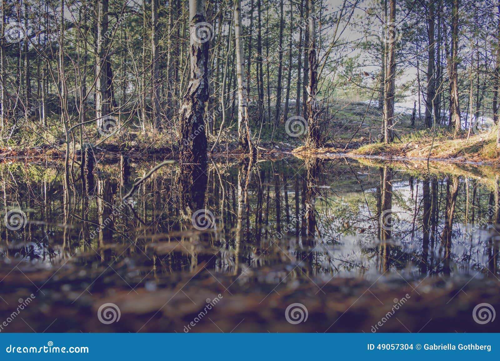Reflection of Trees in a Marsh Stock Photo - Image of muddy, waters ...