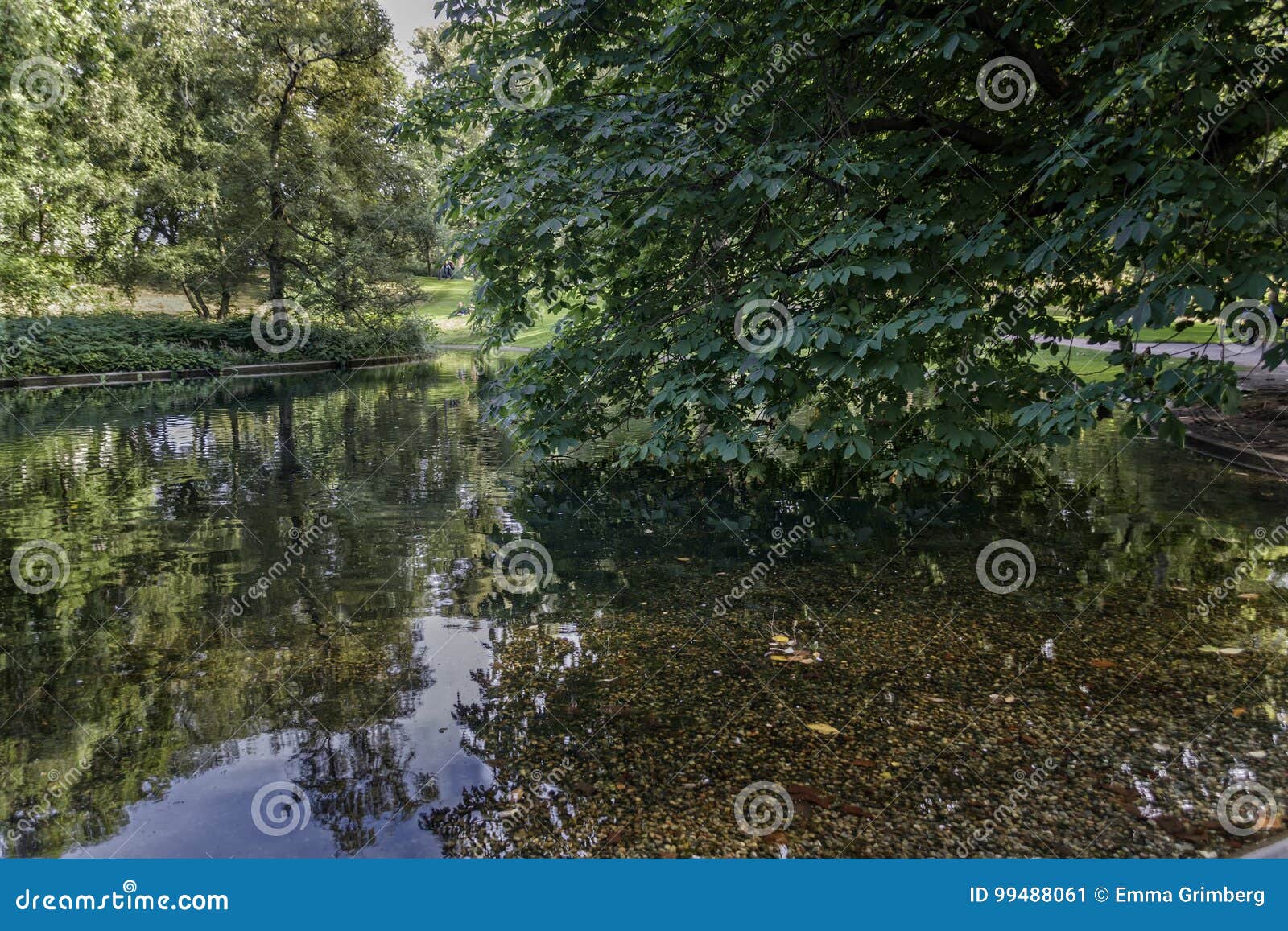 Reflection of Trees in a Park Pond Stock Image - Image of autumn ...
