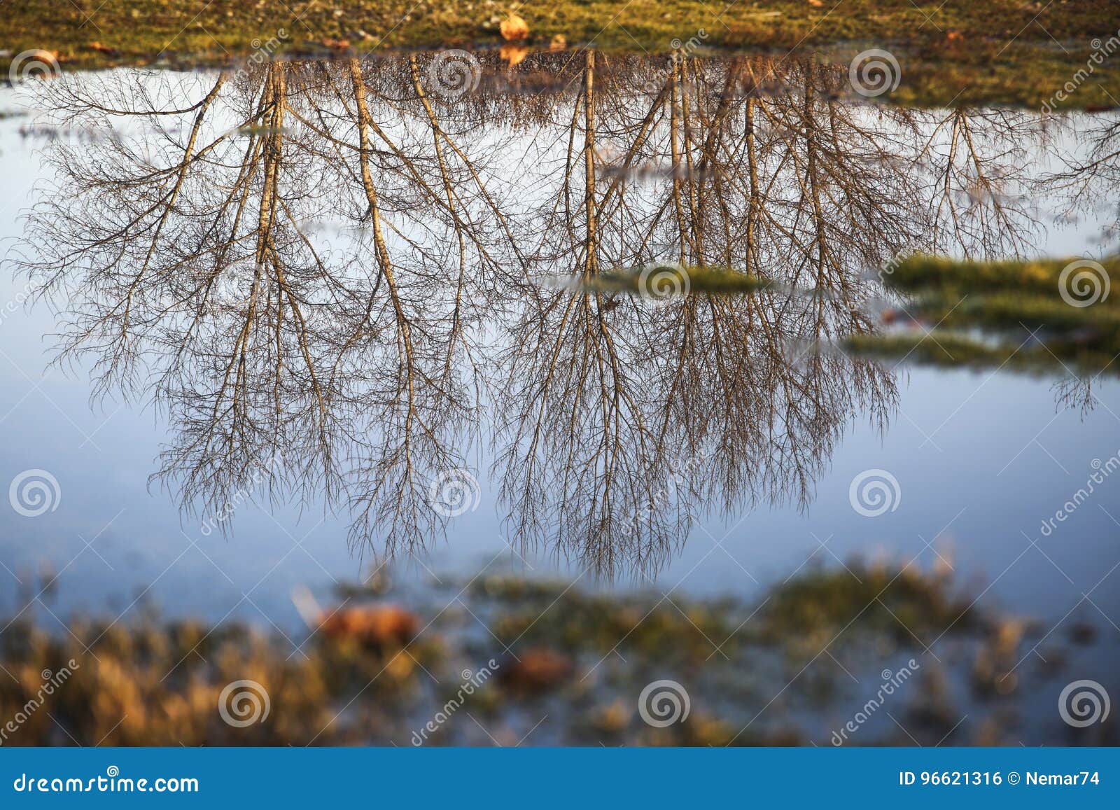 Reflection of Trees in Pond Stock Photo - Image of pond, meadow: 96621316