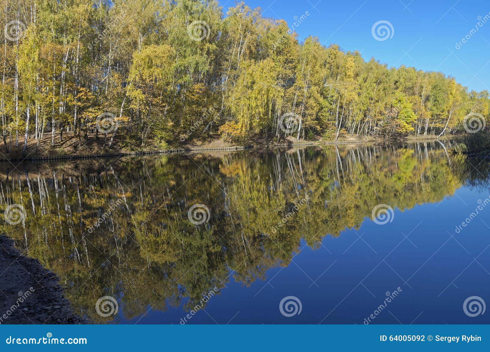 Reflection of Trees in the Pond. Stock Photo - Image of unclouded, blue ...