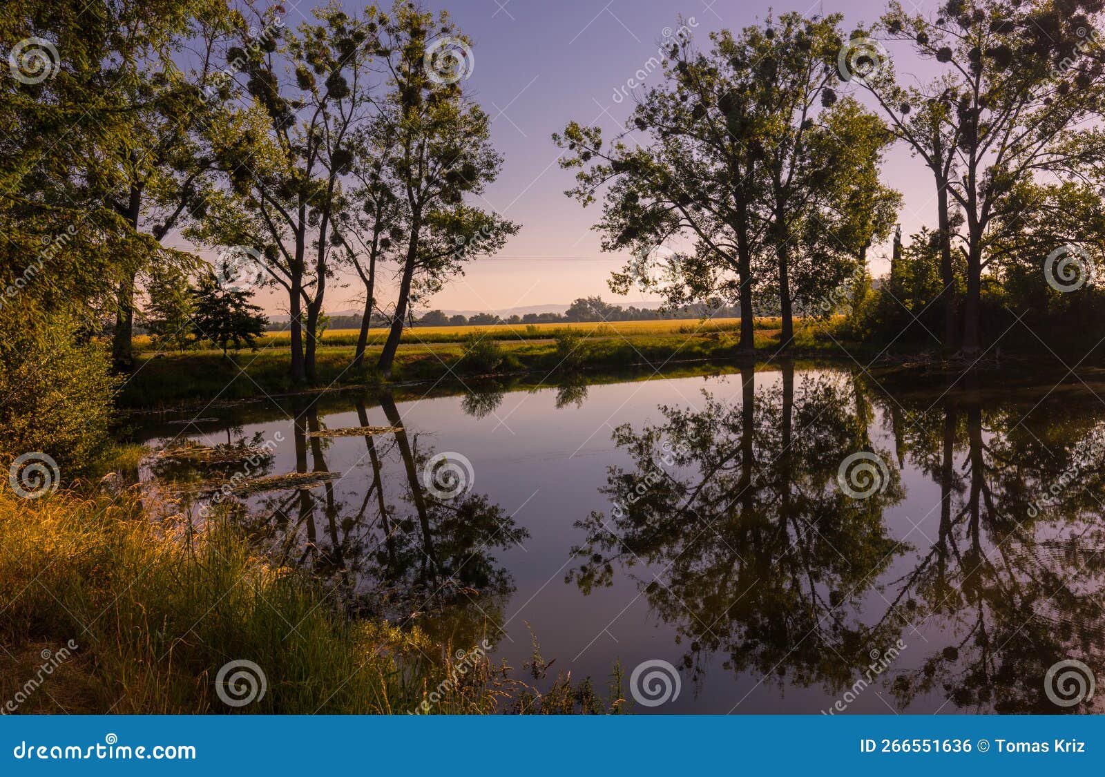 Reflection of trees stock photo. Image of travel, trees - 266551636