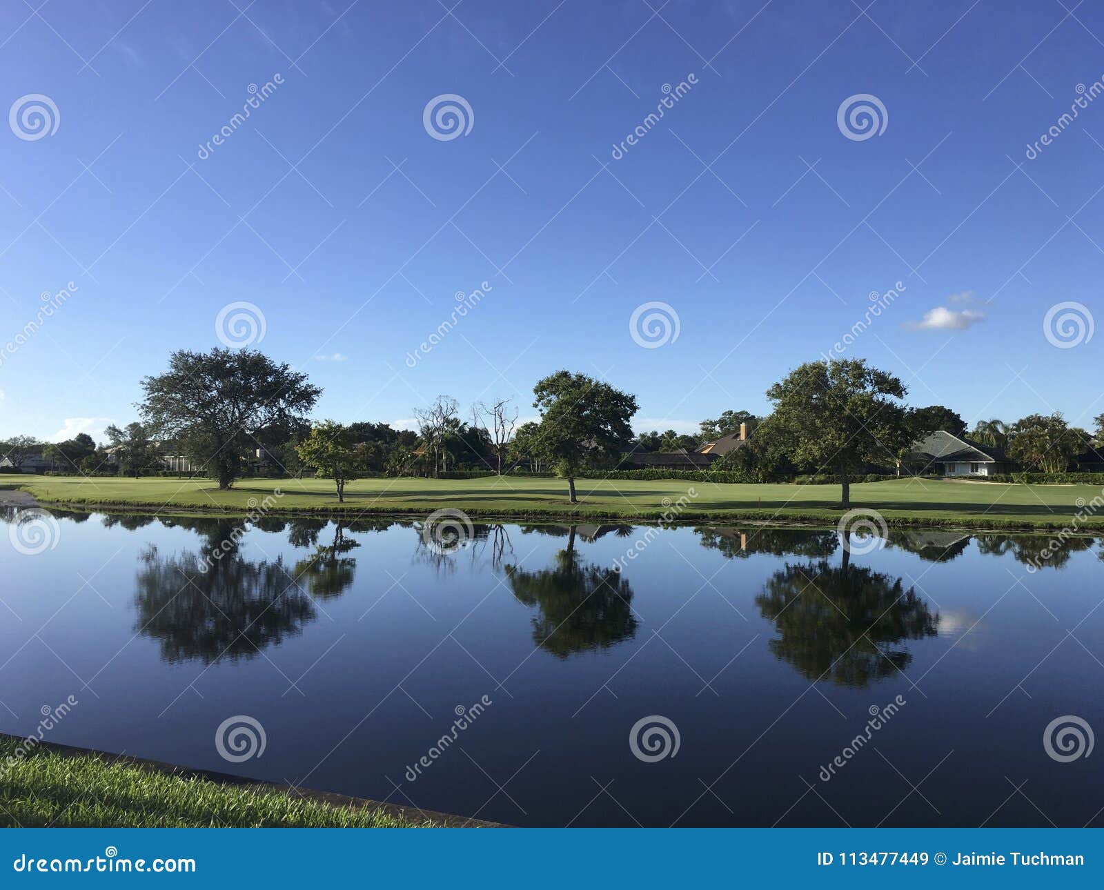 Trees on a golf course stock image. Image of home, golf - 113477449