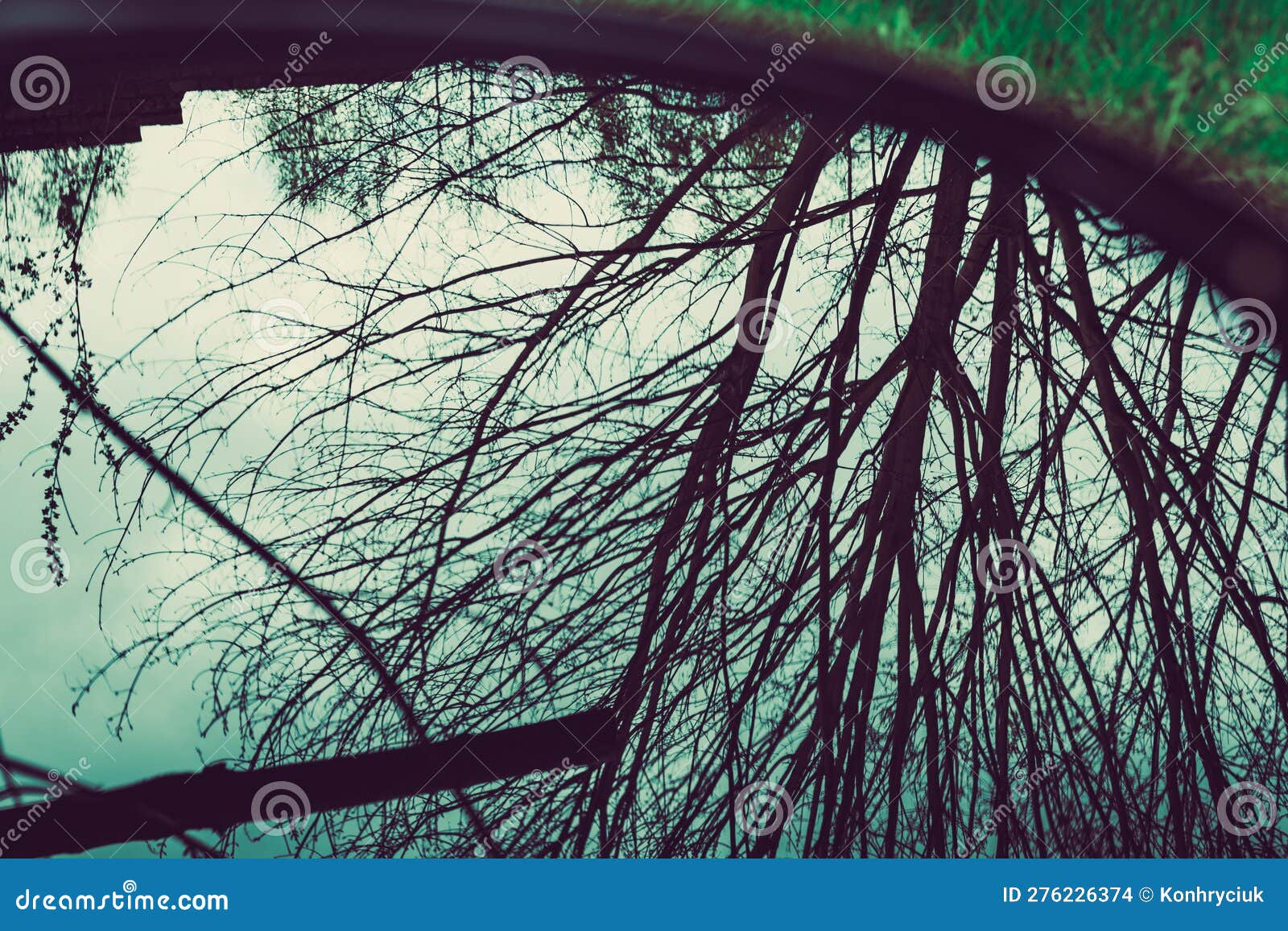Reflection of Trees Silhouettes in Barrel with Water Stock Photo ...