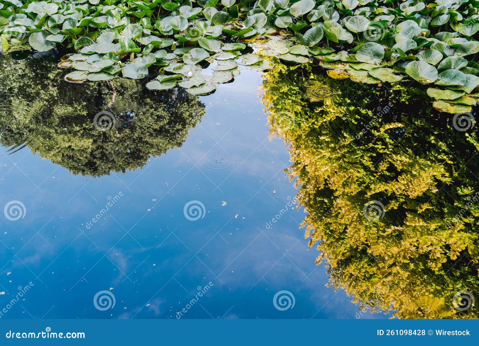 Reflection of Trees and Sky on a Calm Water Surface Stock Photo - Image ...
