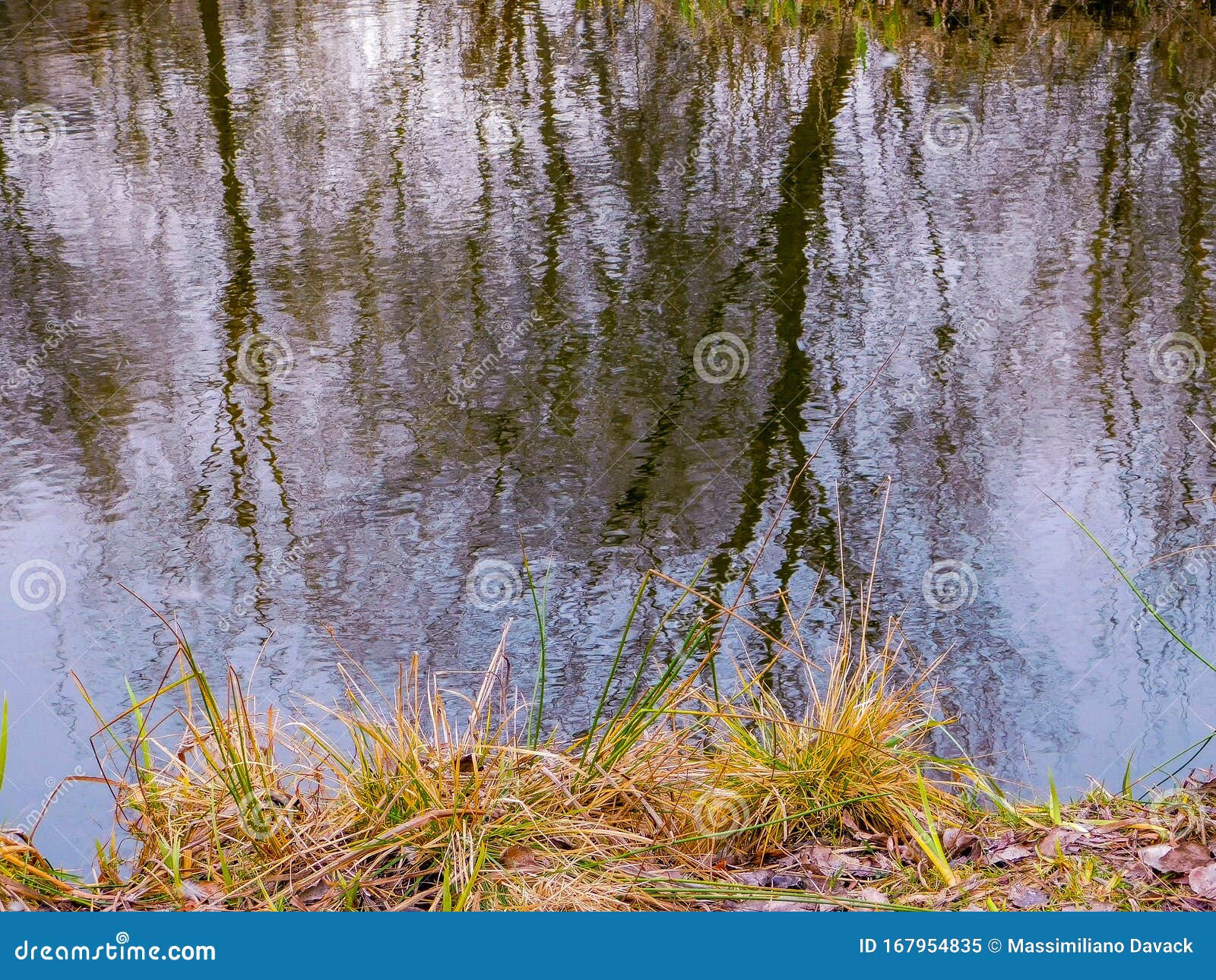 Reflection Trees Sky Water Grass Cold Winter Stock Image - Image of ...