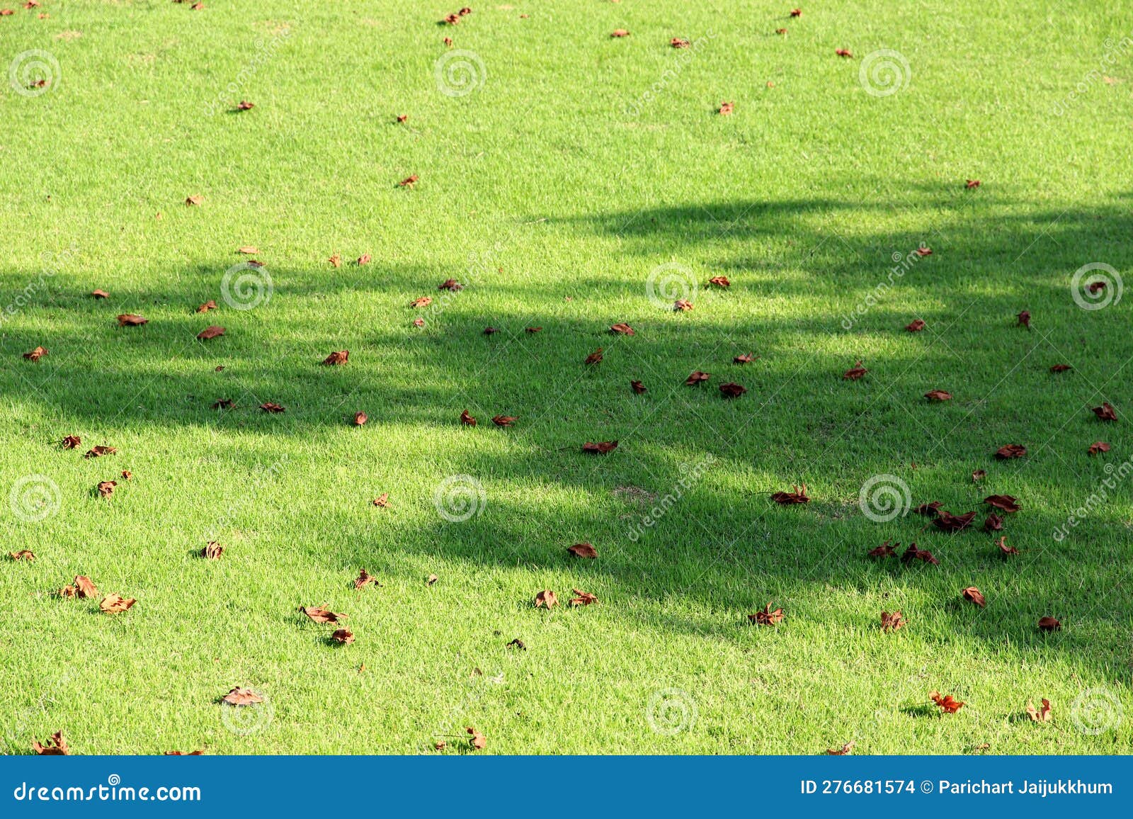 Reflection of the Trees and Small Fragments of Leaves on the Bright ...