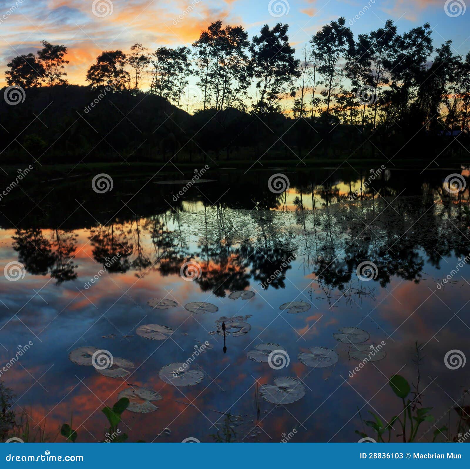 Reflection of Trees and Sunset Stock Image - Image of malaysia, cloud ...