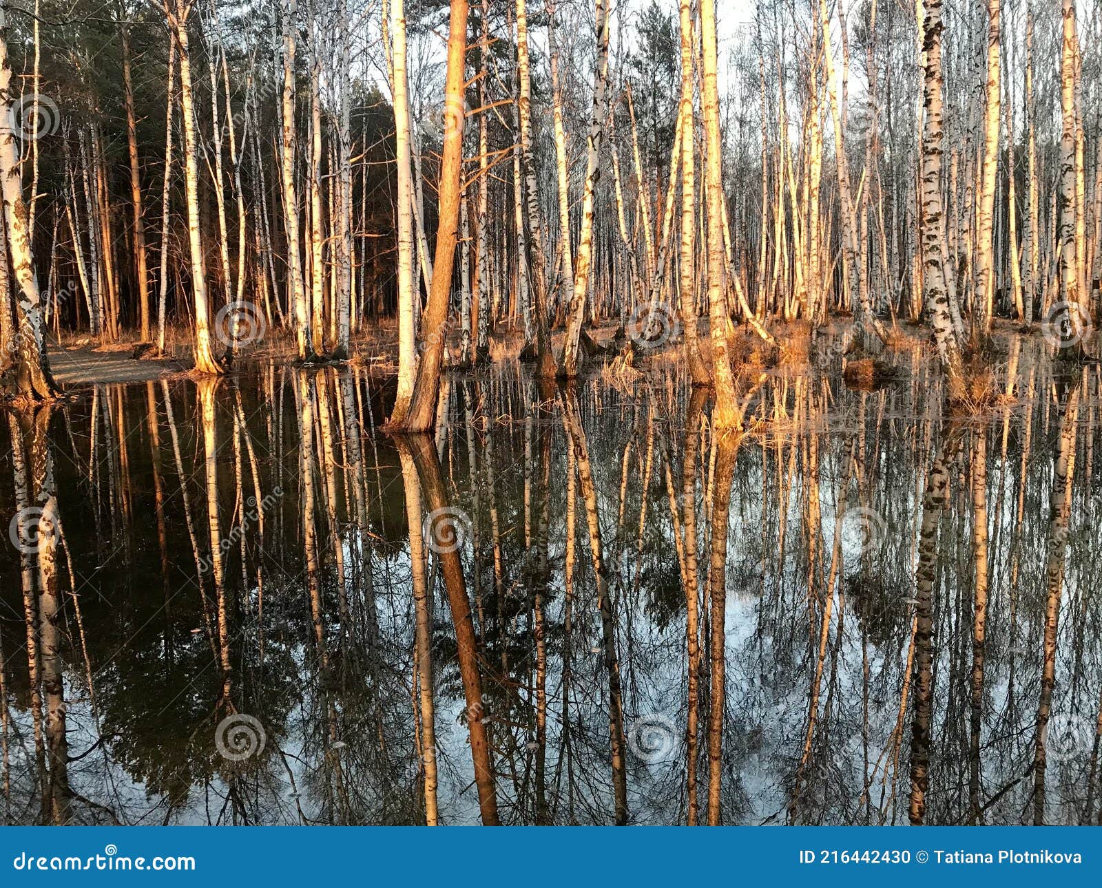 Reflection of Trees in Thawed Spring Water Stock Photo - Image of ...