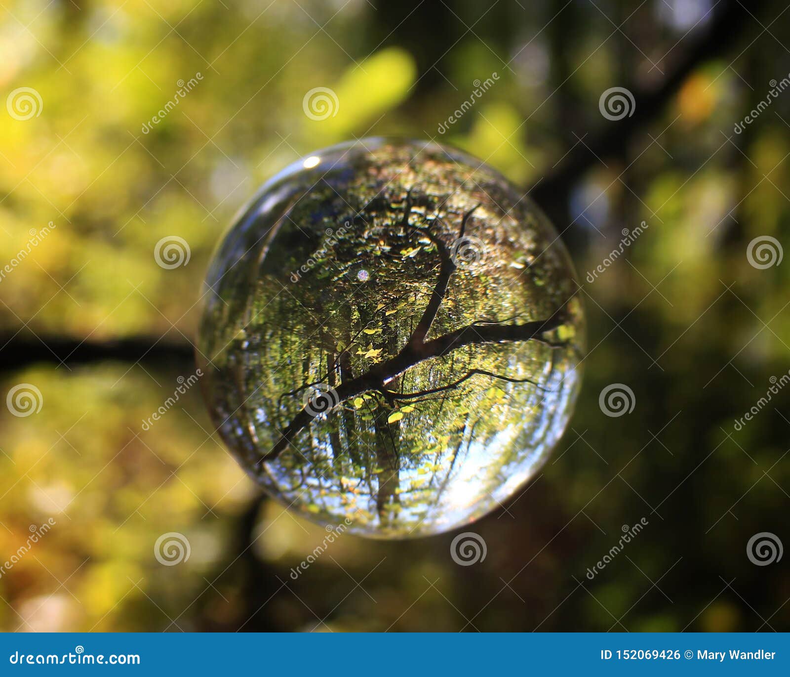 Reflection of Trees through a Transparent Glass Ball Stock Photo ...