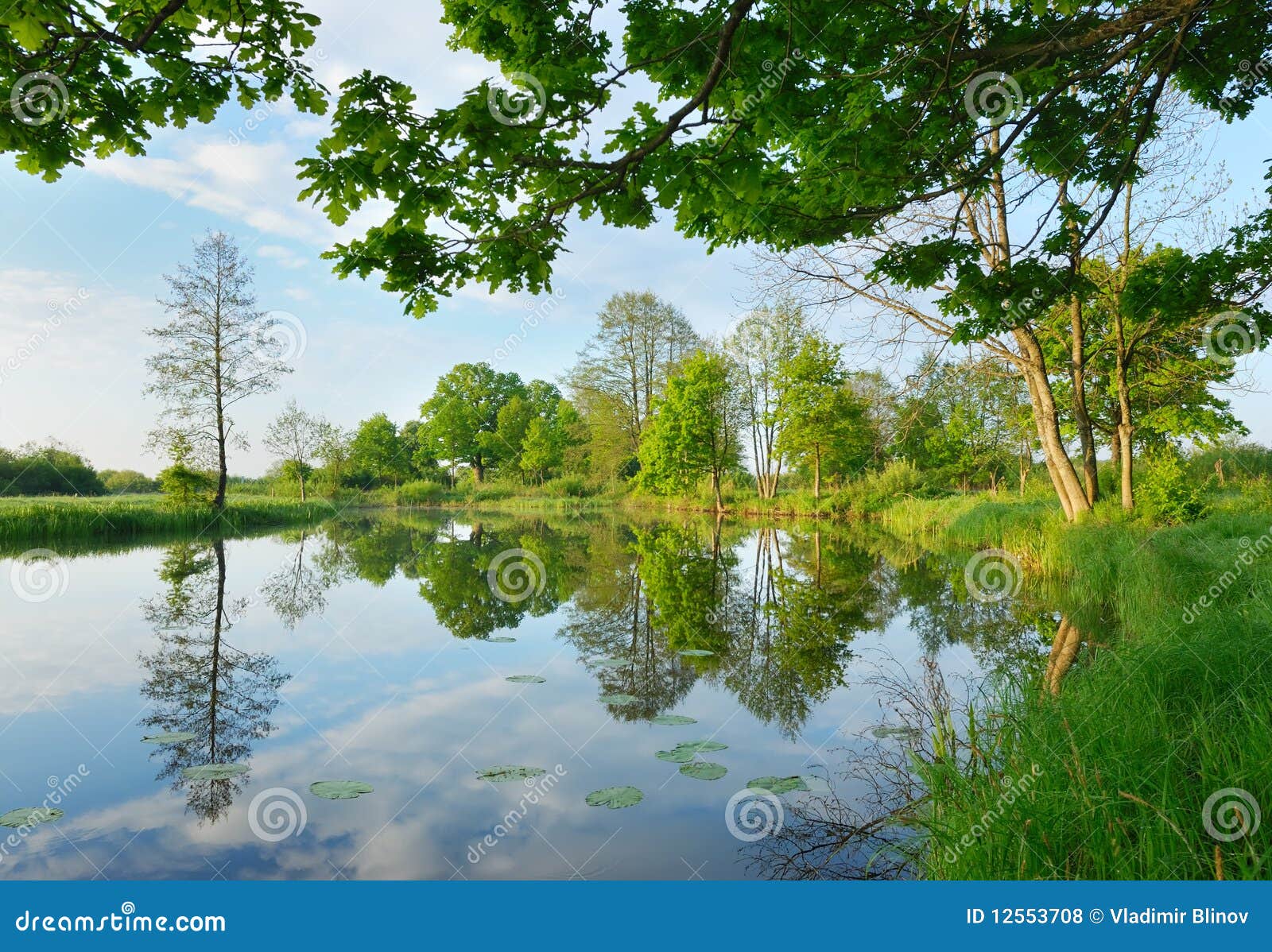 Reflection of Trees in the Water Stock Photo - Image of greens ...