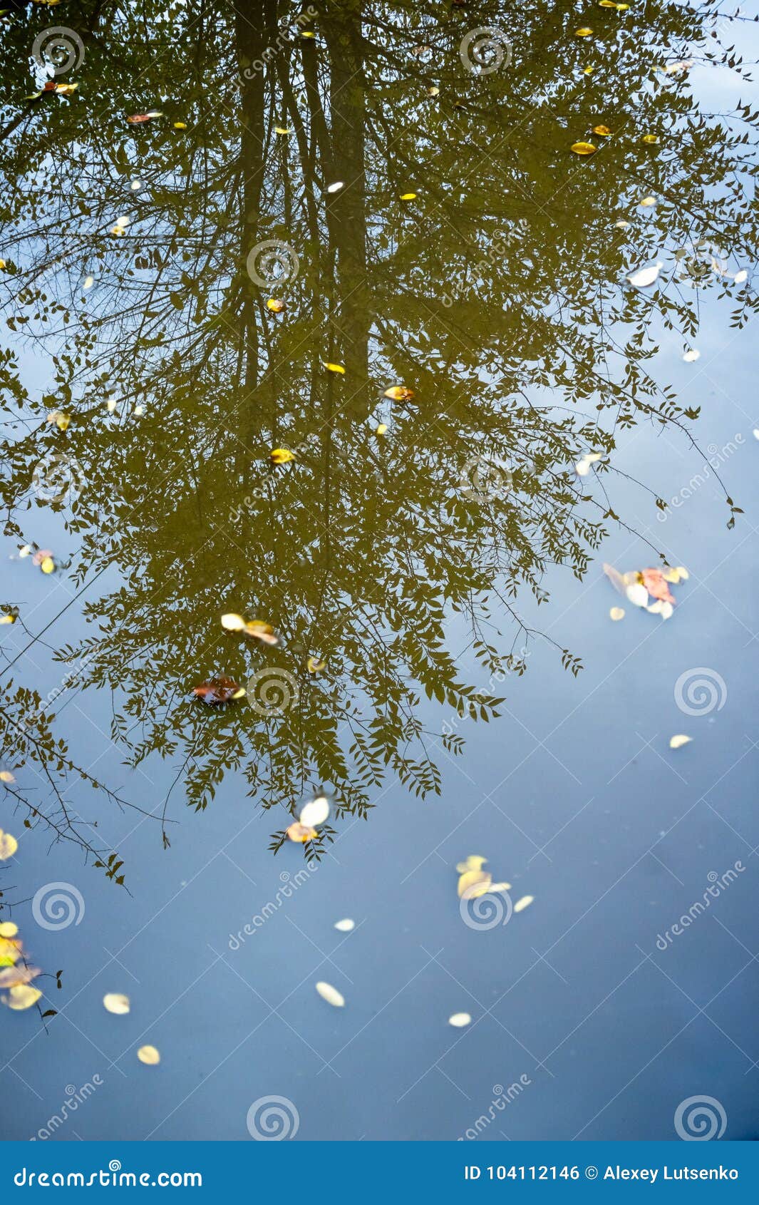 Reflection of Trees in the Water. Stock Photo - Image of nature ...