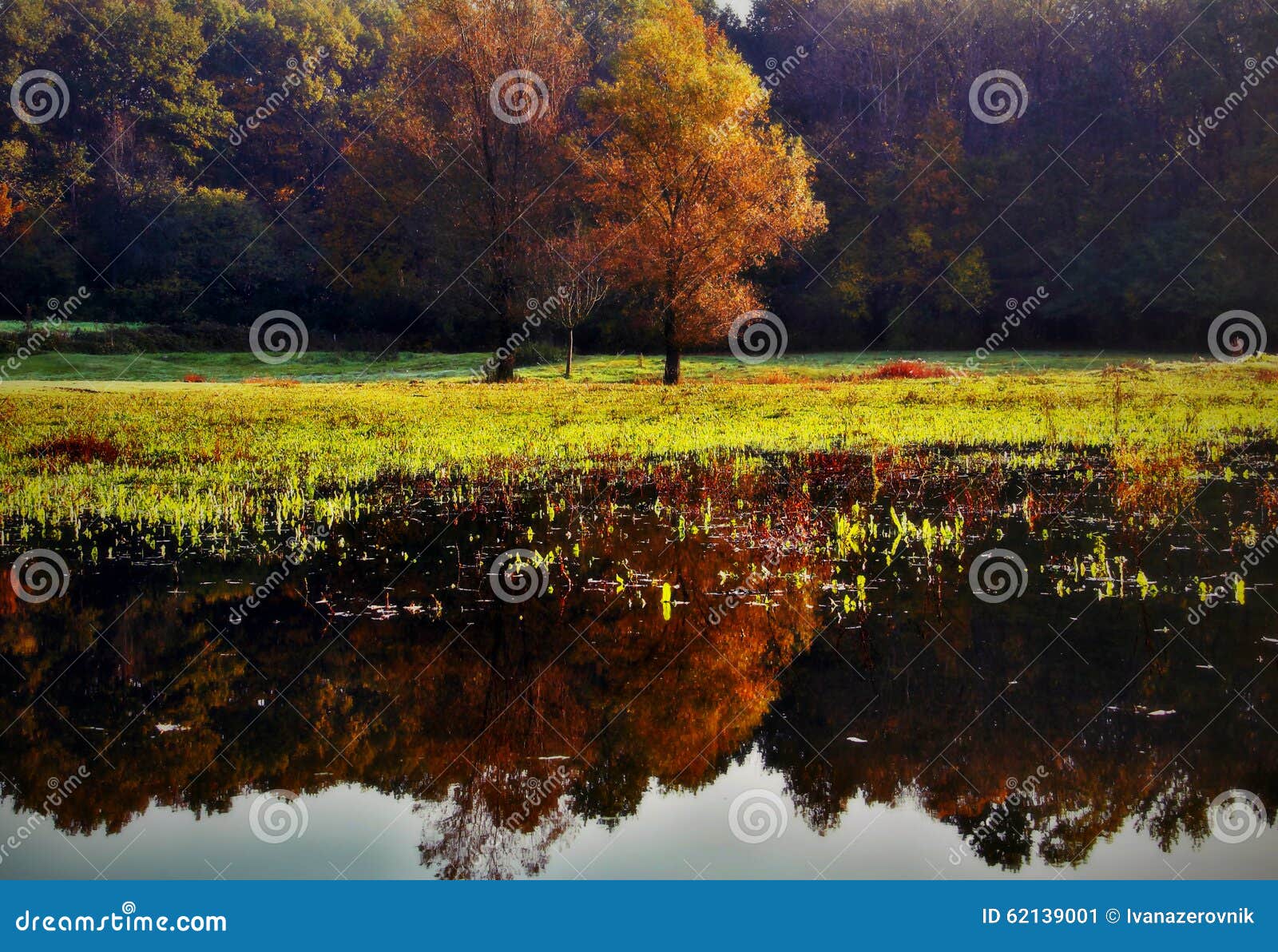 Reflection of trees stock image. Image of season, nature - 62139001