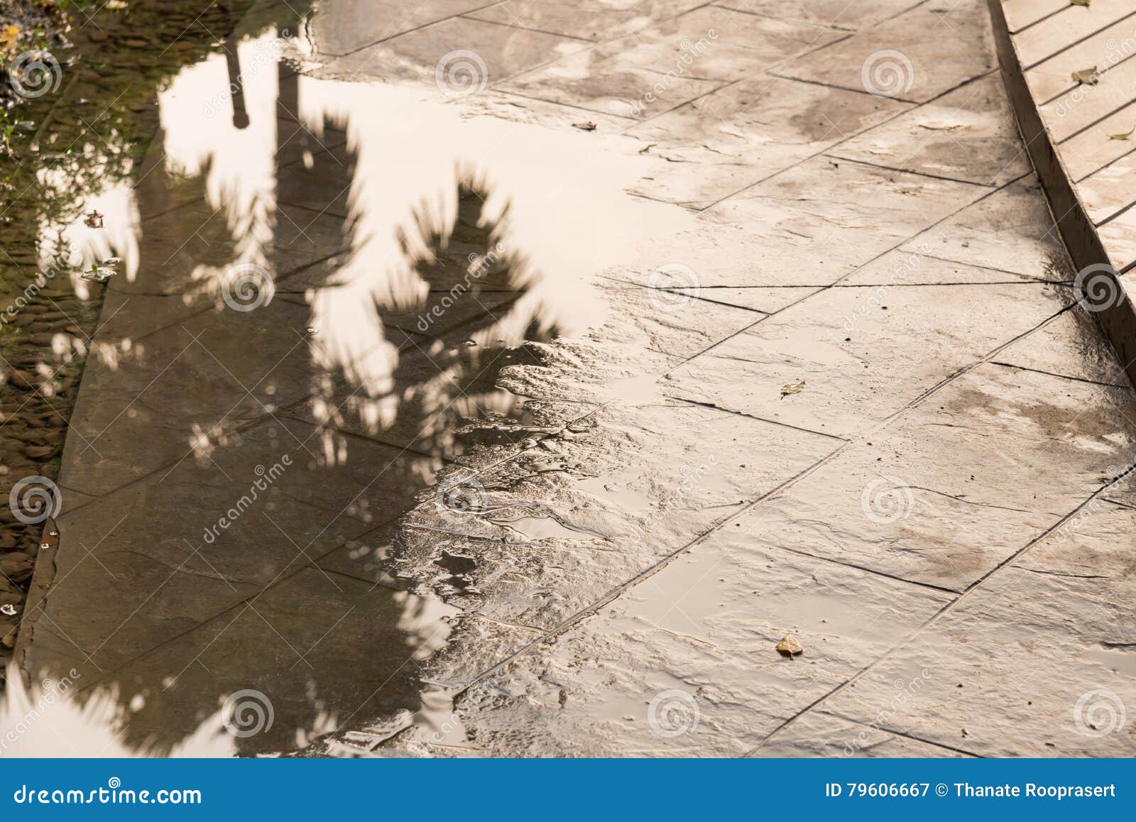 Reflection of Trees in Water. Stock Image - Image of nature, ground ...