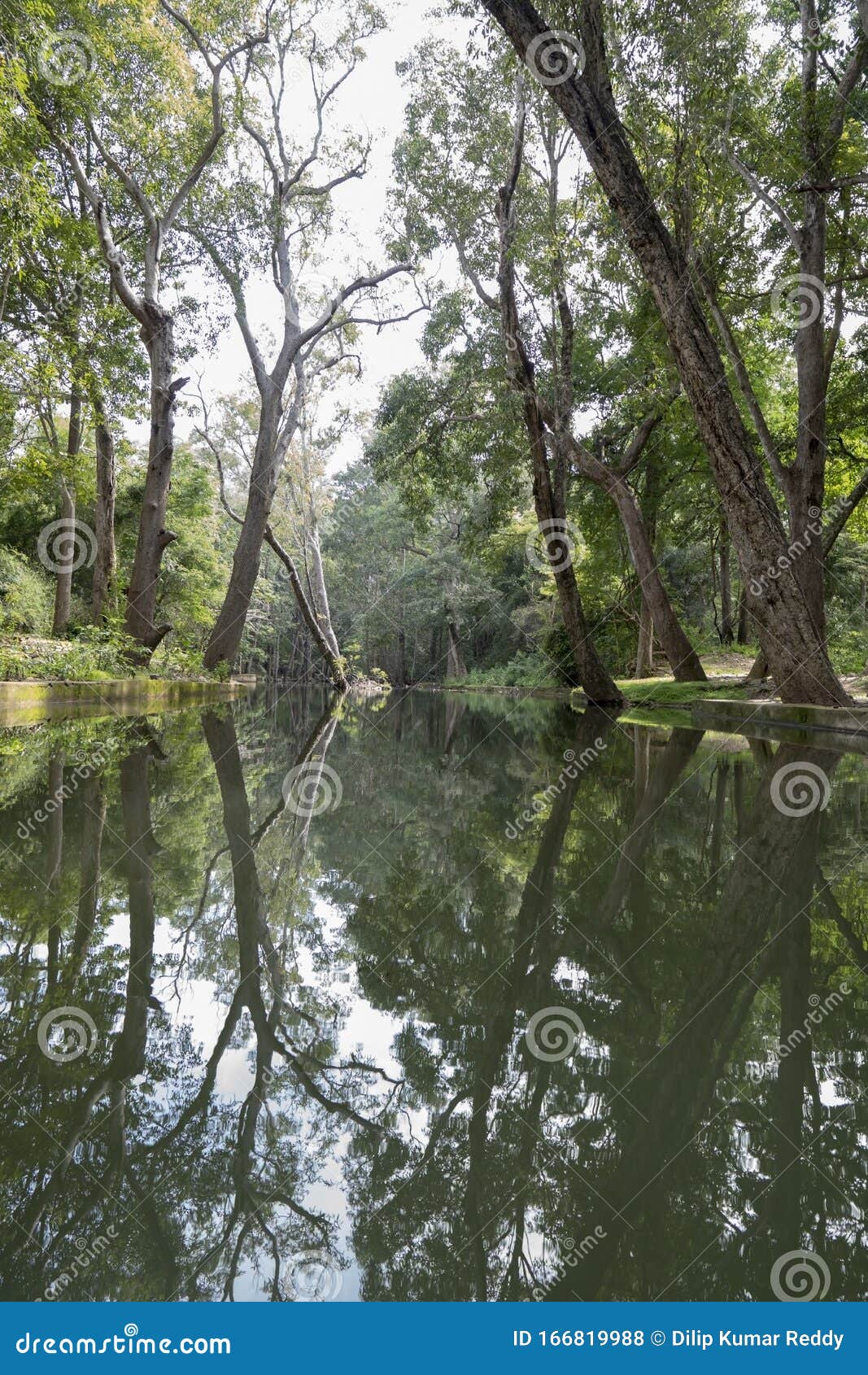 Reflection of Trees in Water Stock Photo - Image of scenery, travel ...
