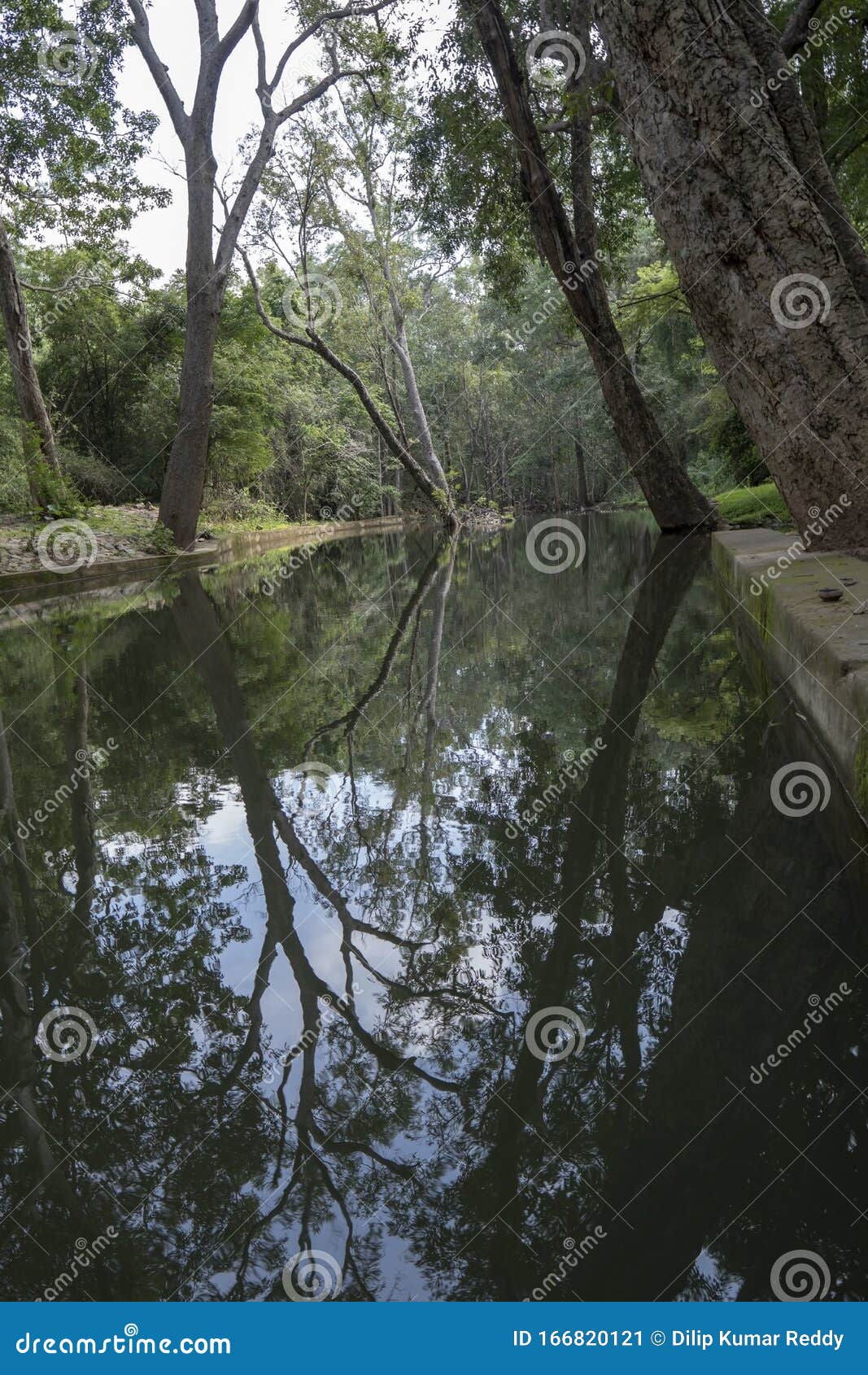 Reflection of Trees in Water Stock Image - Image of summit, inspire ...
