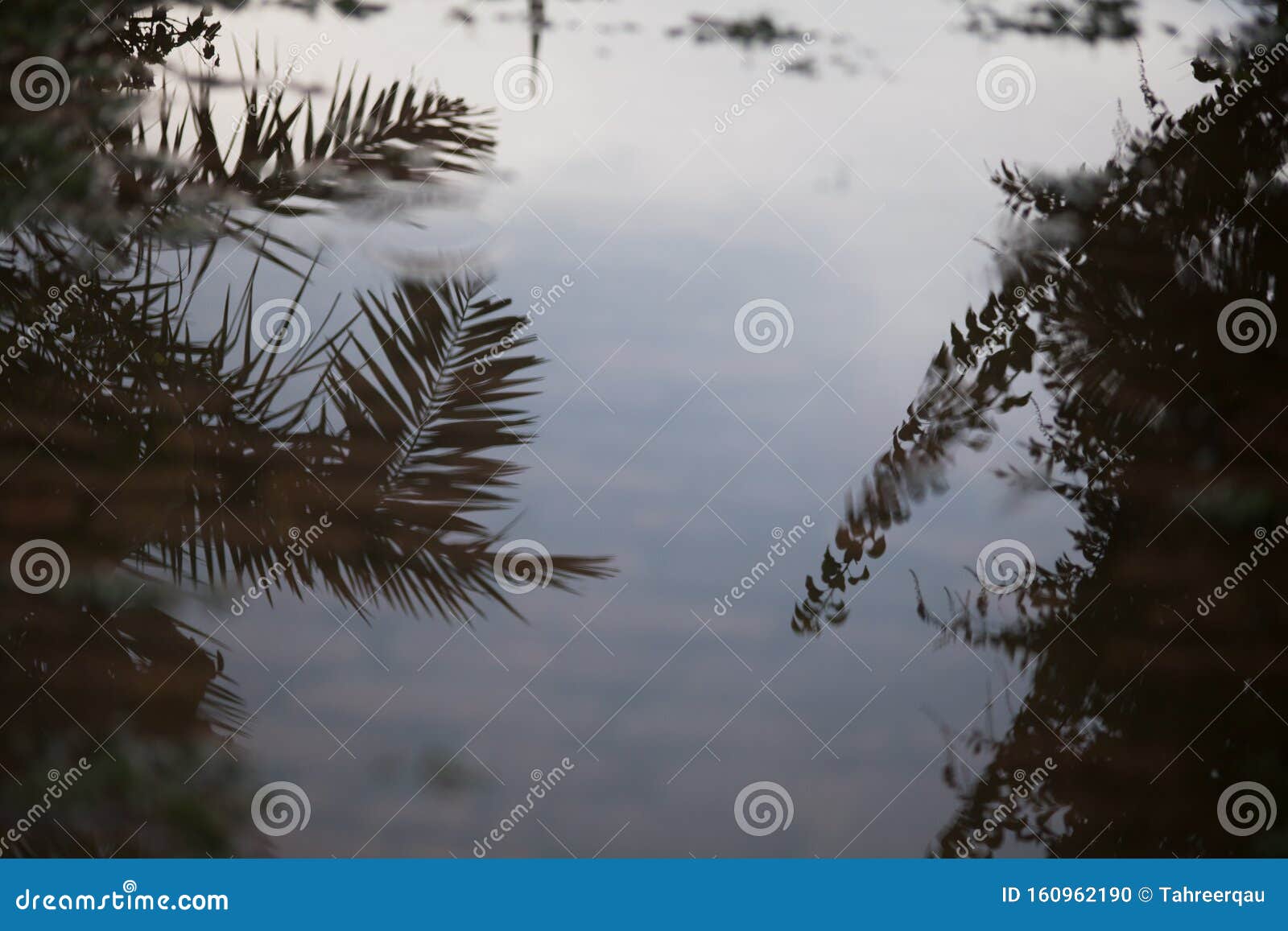 Reflection of Trees in Water Stock Photo - Image of water, leaves ...