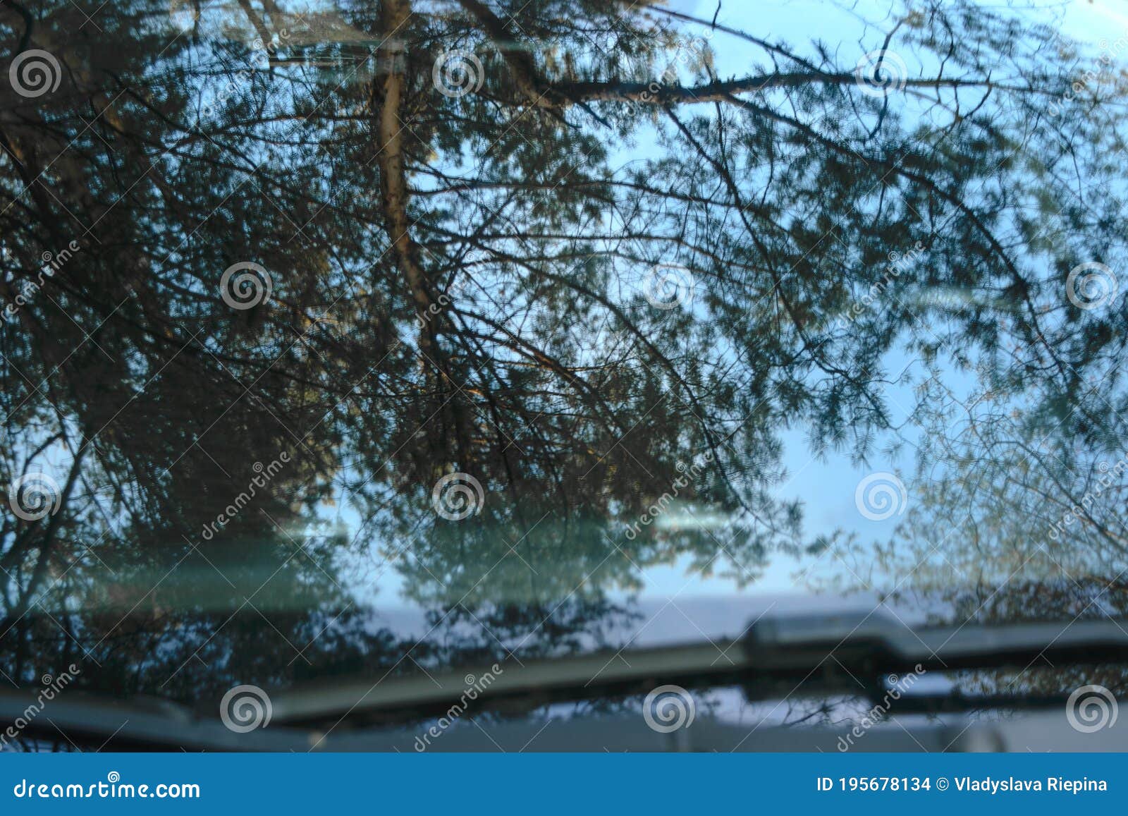 Reflection of Trees in the Windshield of the Car Stock Photo - Image of ...