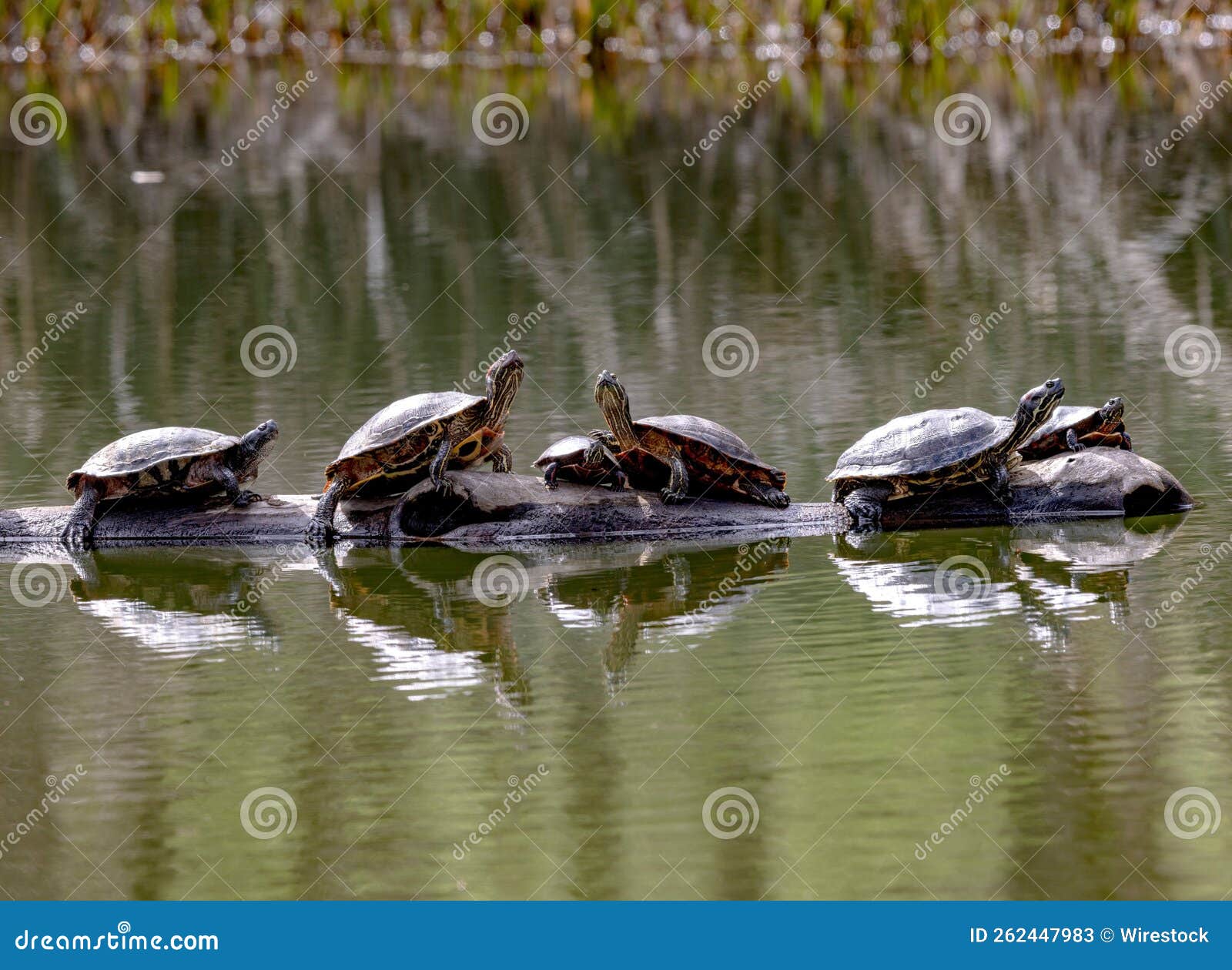 Reflection of Turtles on the Wood in the Lake Stock Image - Image of tortoises, fauna: 262447983