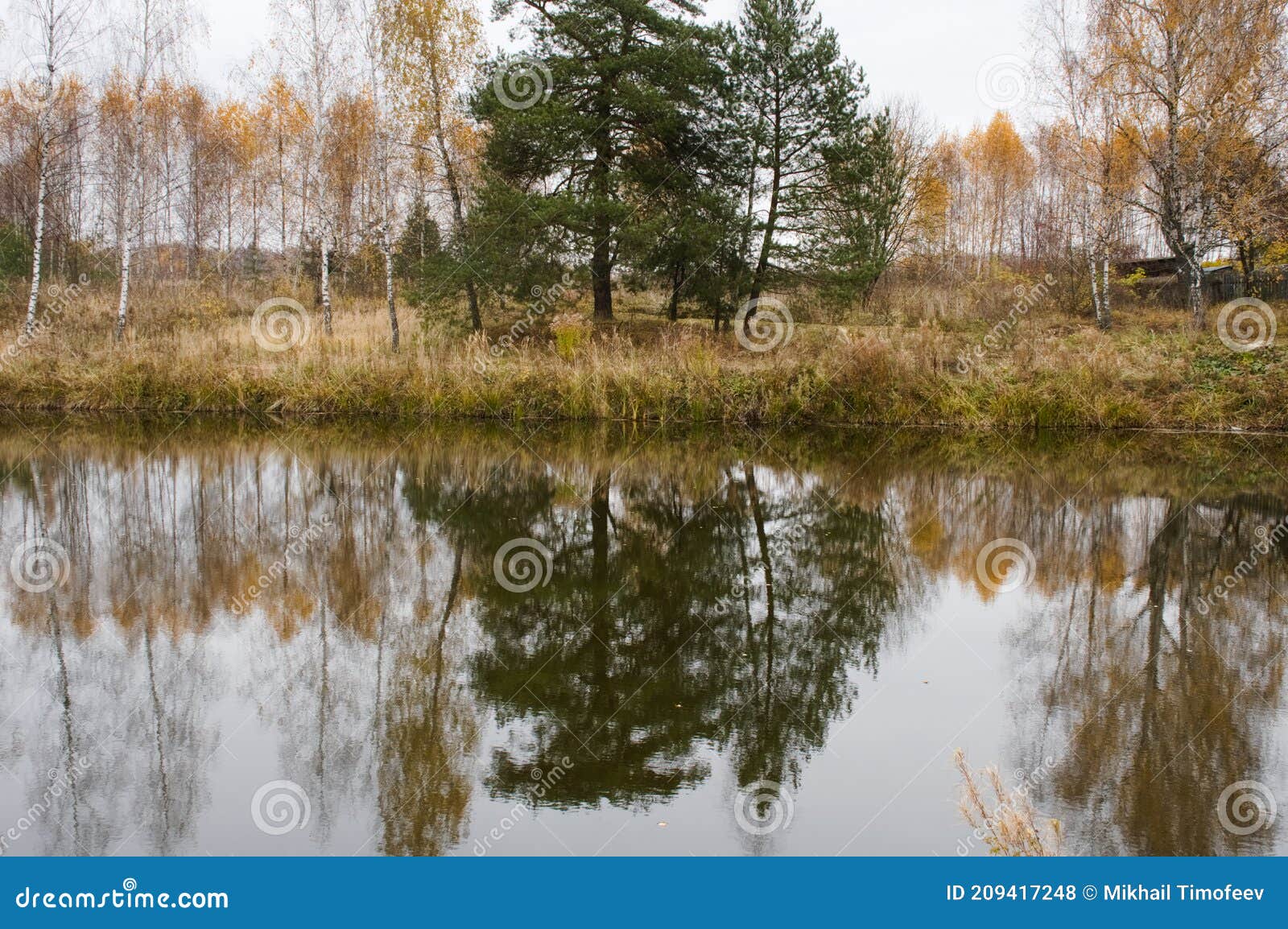 Two green trees stock photo. Image of outdoor, environment - 209417248