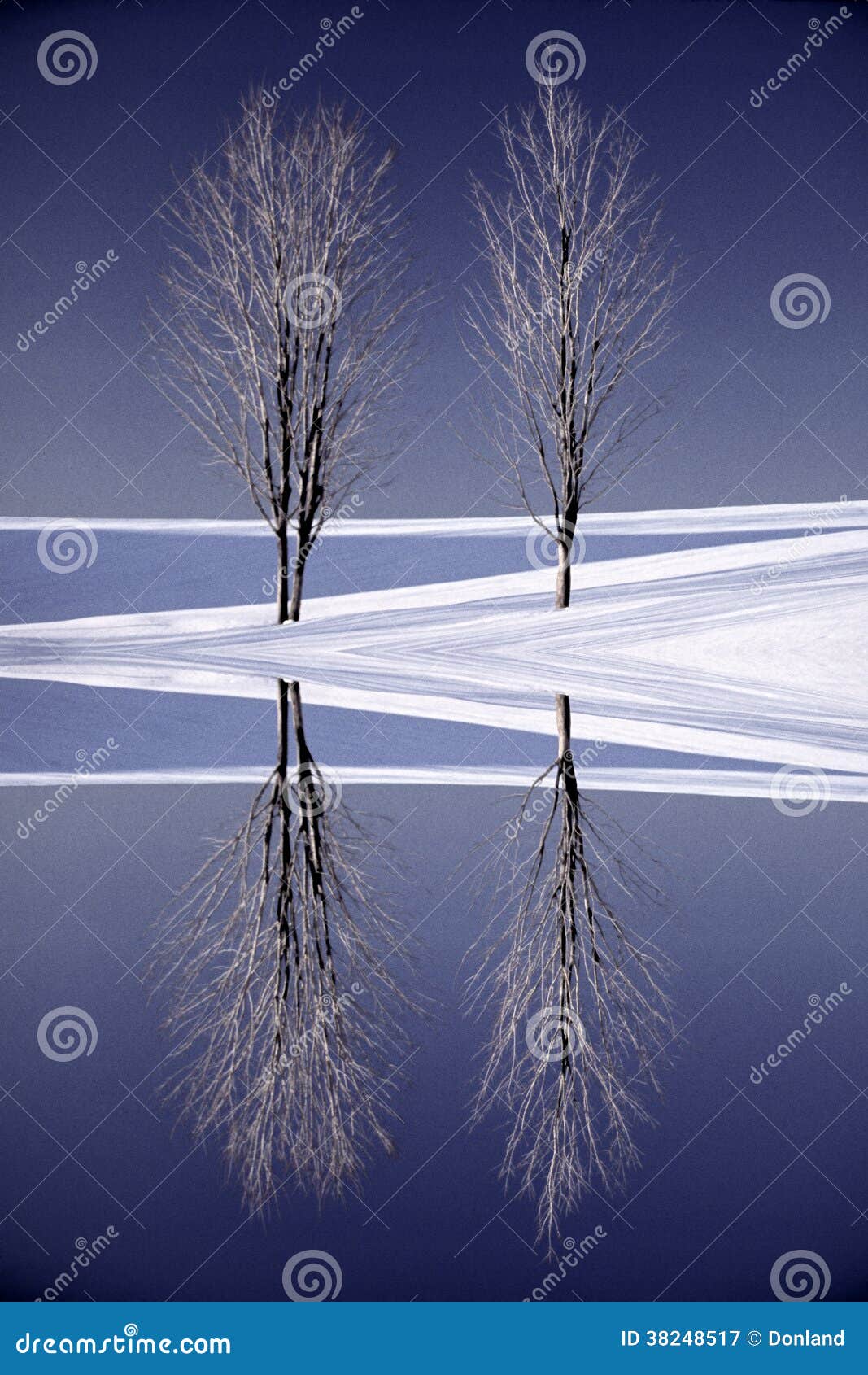 Reflection of Two Trees in Winter. Stock Image - Image of cold, altered ...