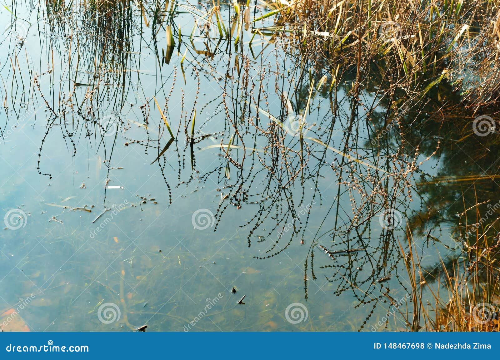 The Reflection of Vegetation in a Forest Pond, Vegetation on the Shore ...
