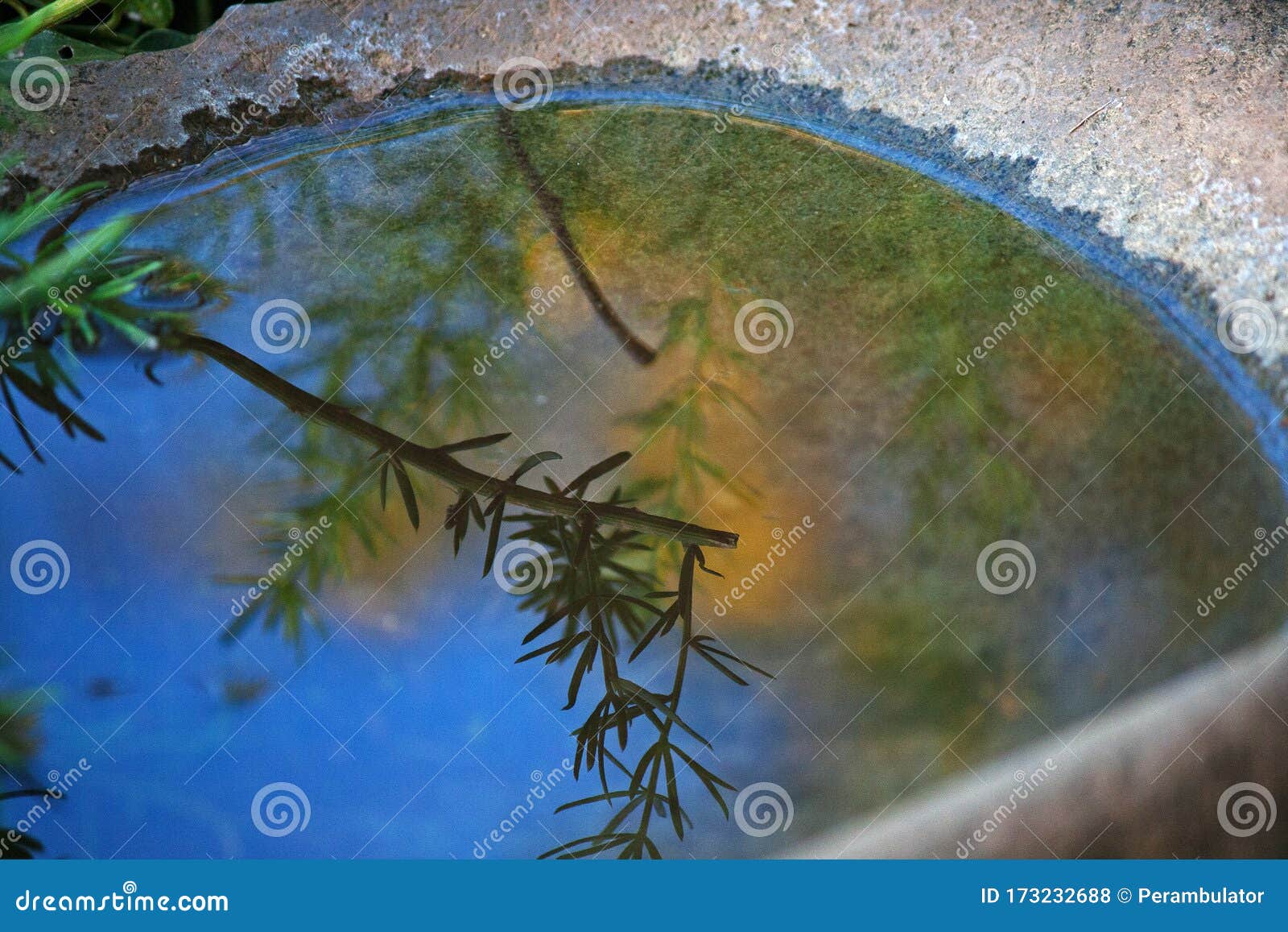 REFLECTION of VEGETATION in WATER of BIRD BATH Stock Photo - Image of ...