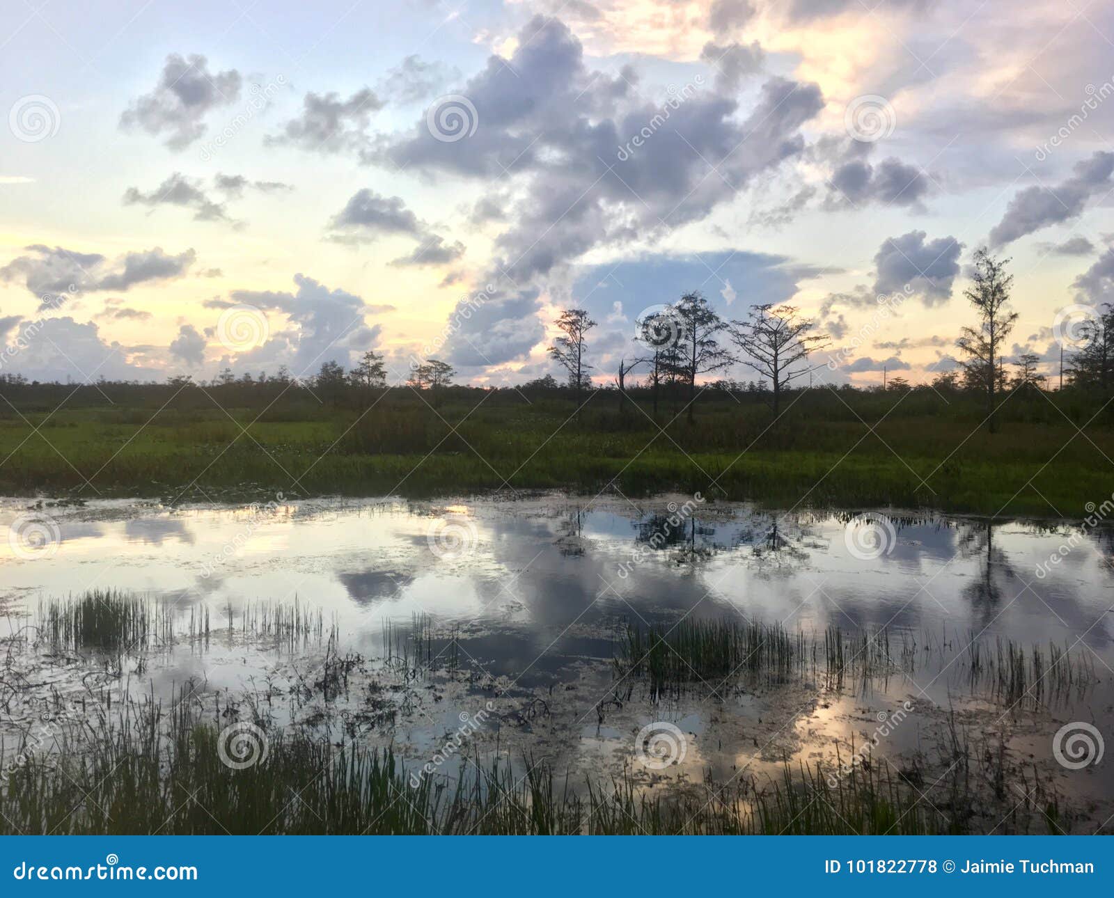 Reflection of Vibrant Sunset in a Swamp Stock Photo - Image of jungle ...