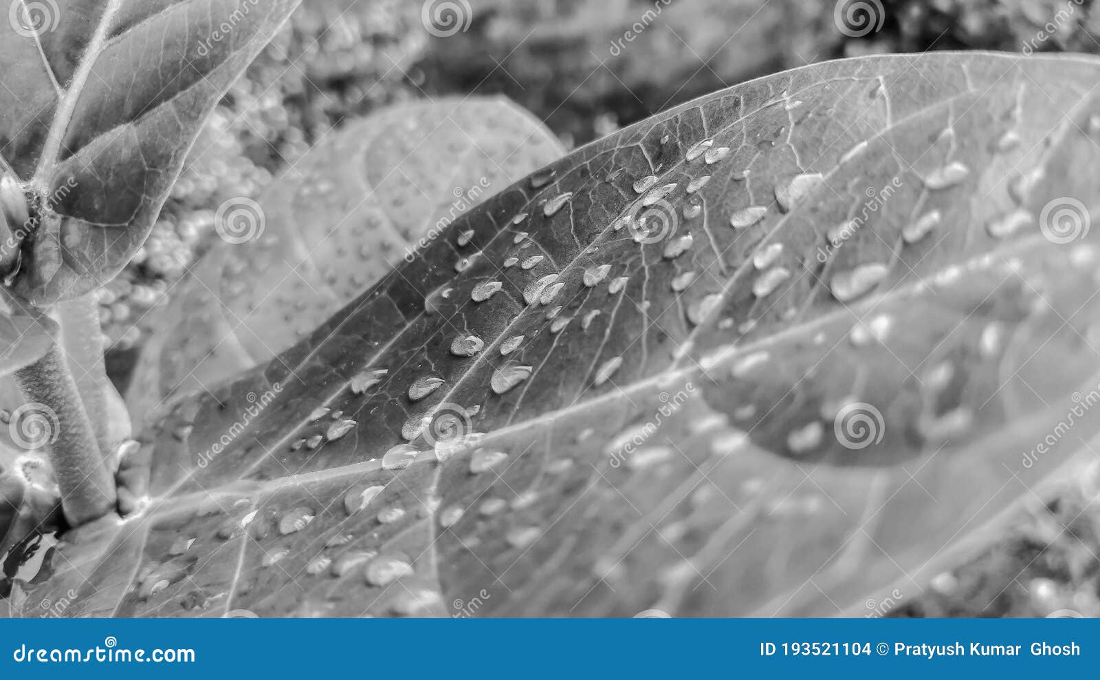 Reflection View of Plants on Water Stock Photo - Image of grow, jungle ...
