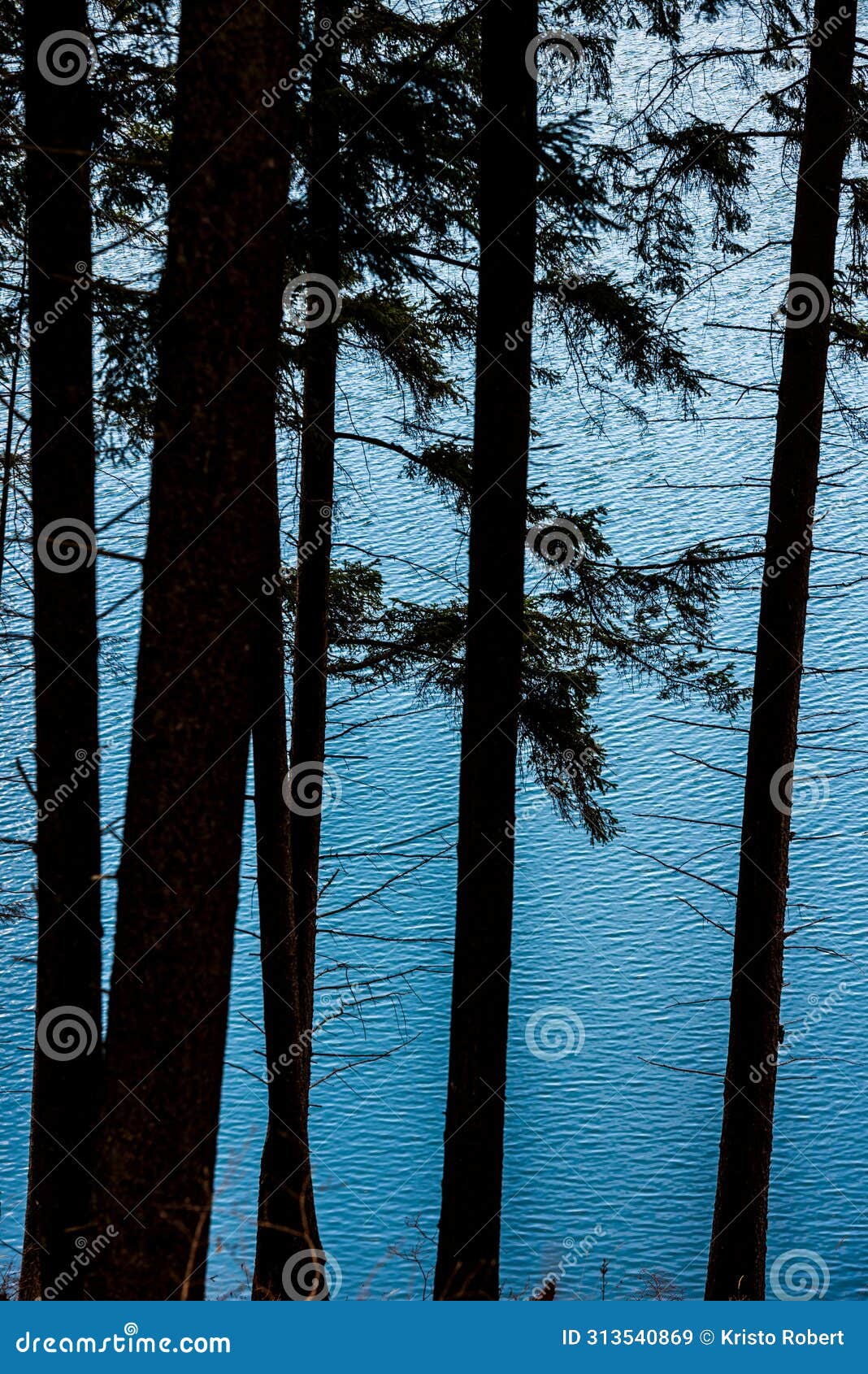 Reflection, Water Reflection, Blue, Mountains, Pine Tree. Stock Image ...