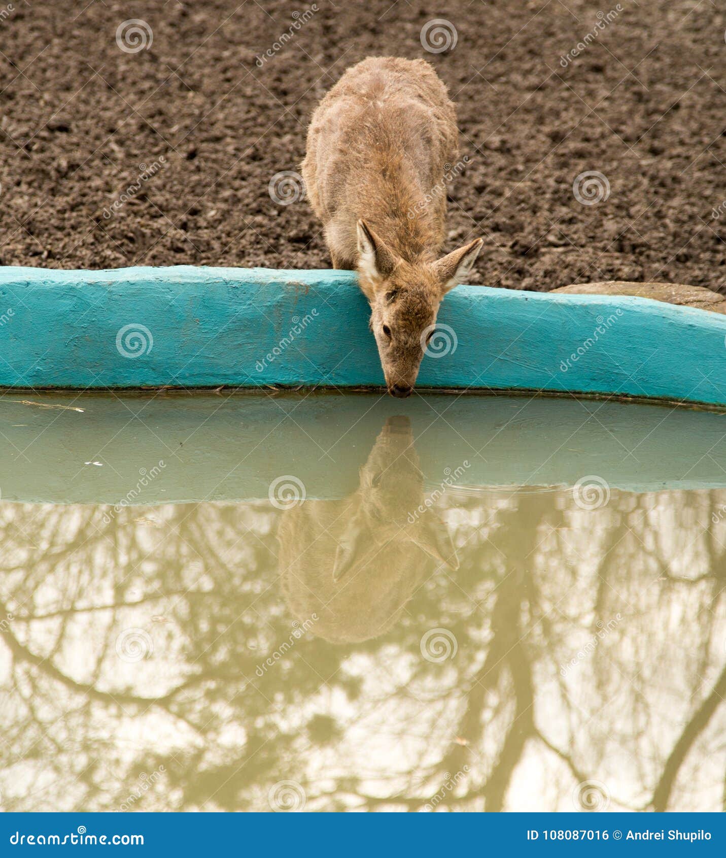 Reflection in Water of a Deer Drinking Water Stock Photo - Image of ...