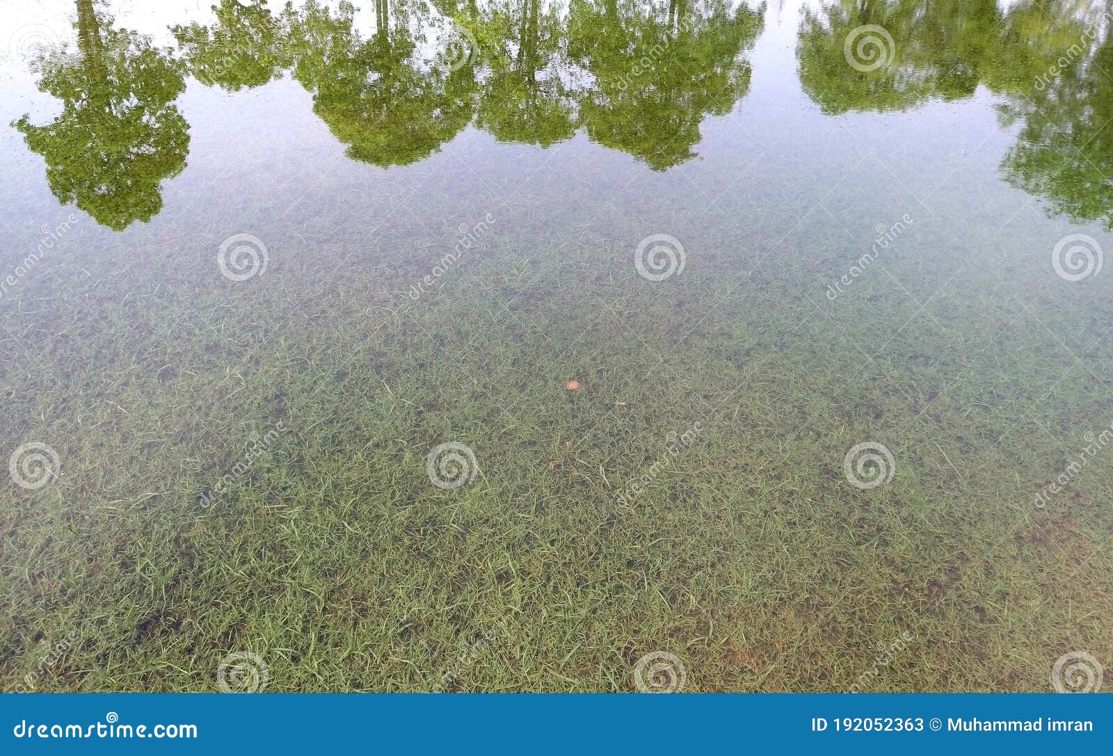 Reflection in Water after Rain, Inverted Trees Stock Image - Image of ...