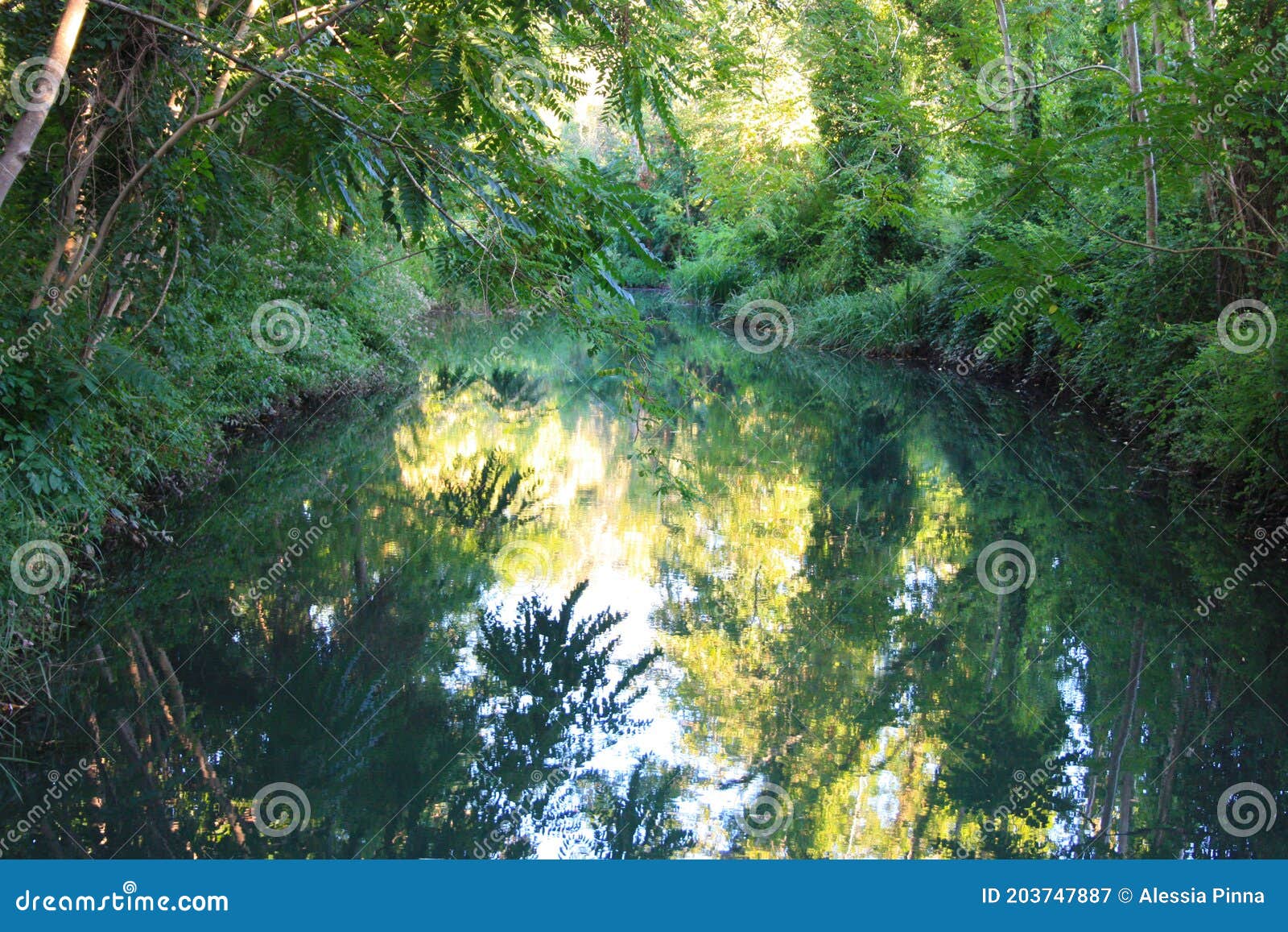 Reflection of the Water of a Tropical River among the Vegetative Flora ...