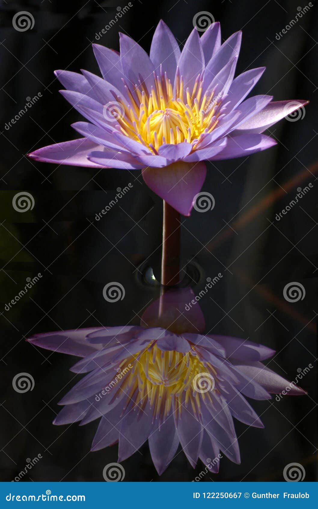 Reflection of a Waterlily on a Still Pond Stock Image - Image of lush ...
