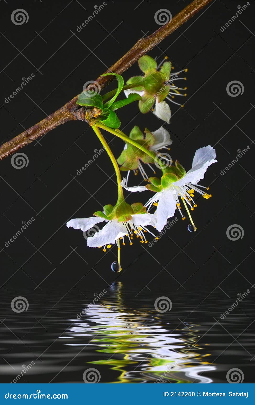 Reflection of White Mirabelle Stock Photo - Image of spring, white: 2142260