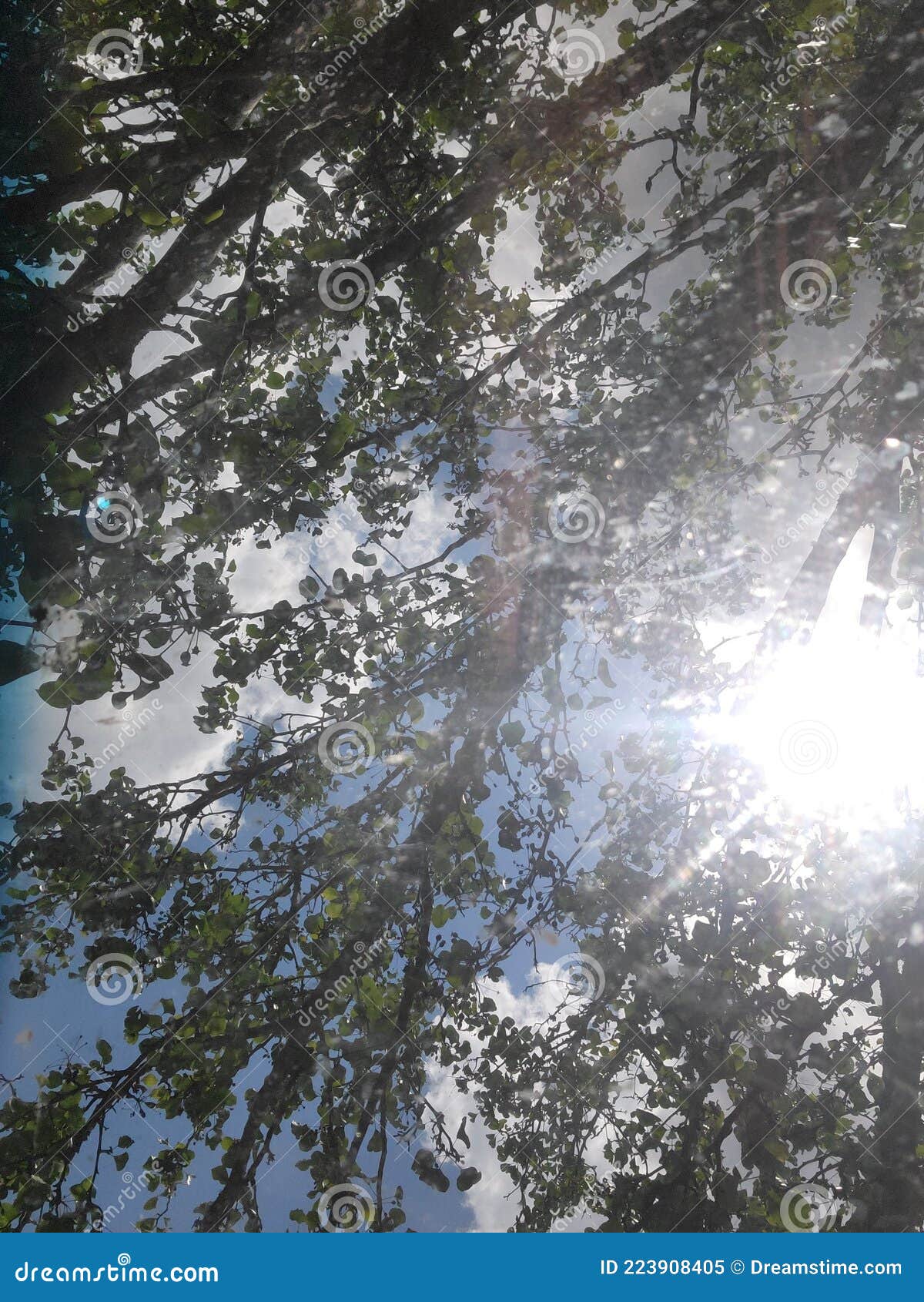 Reflection in Windshield and Cd on Dash Stock Image - Image of woodland ...